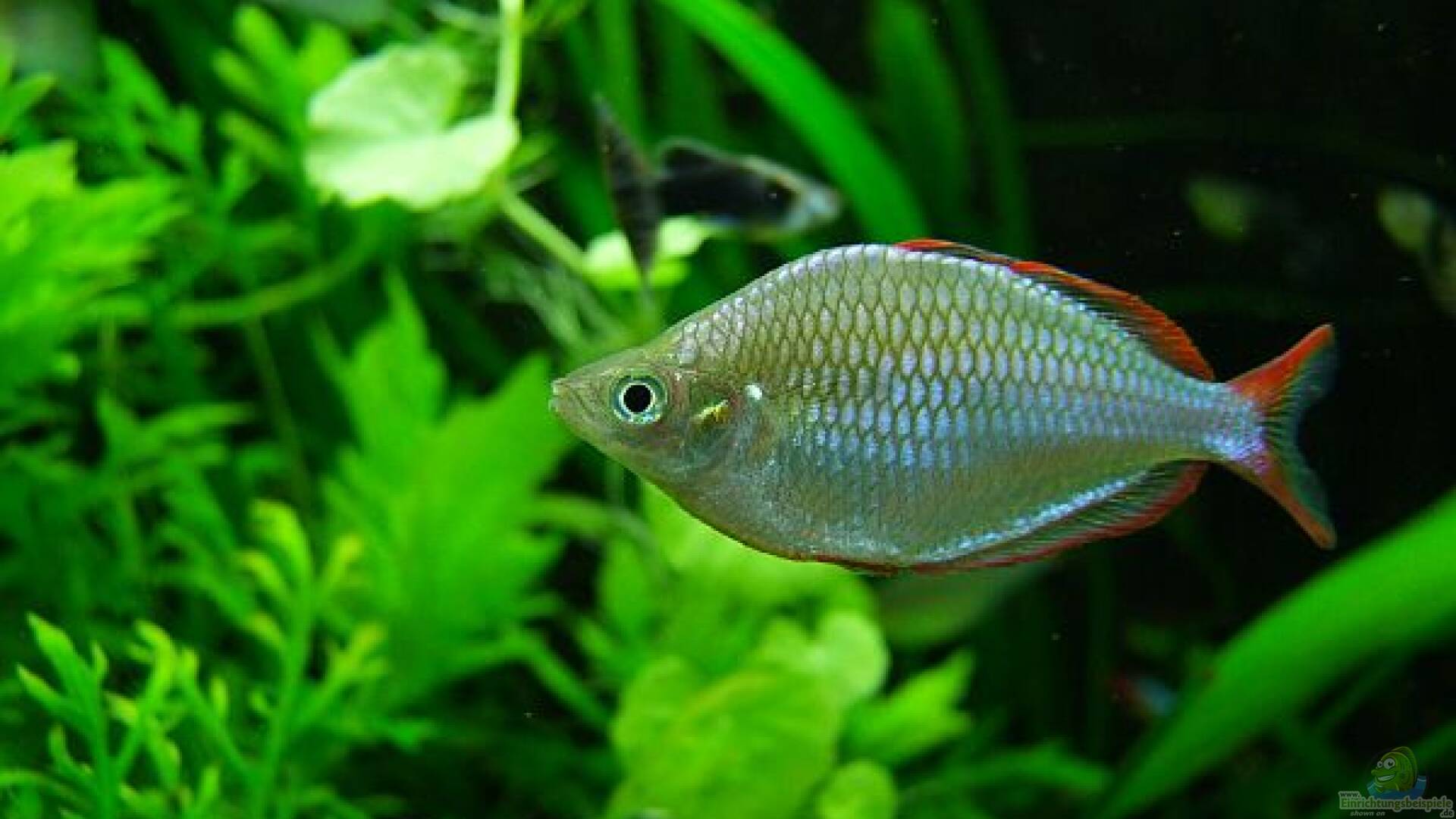 Melanotaenia praecox - Zwerg-Neon-Regenbogenfischen