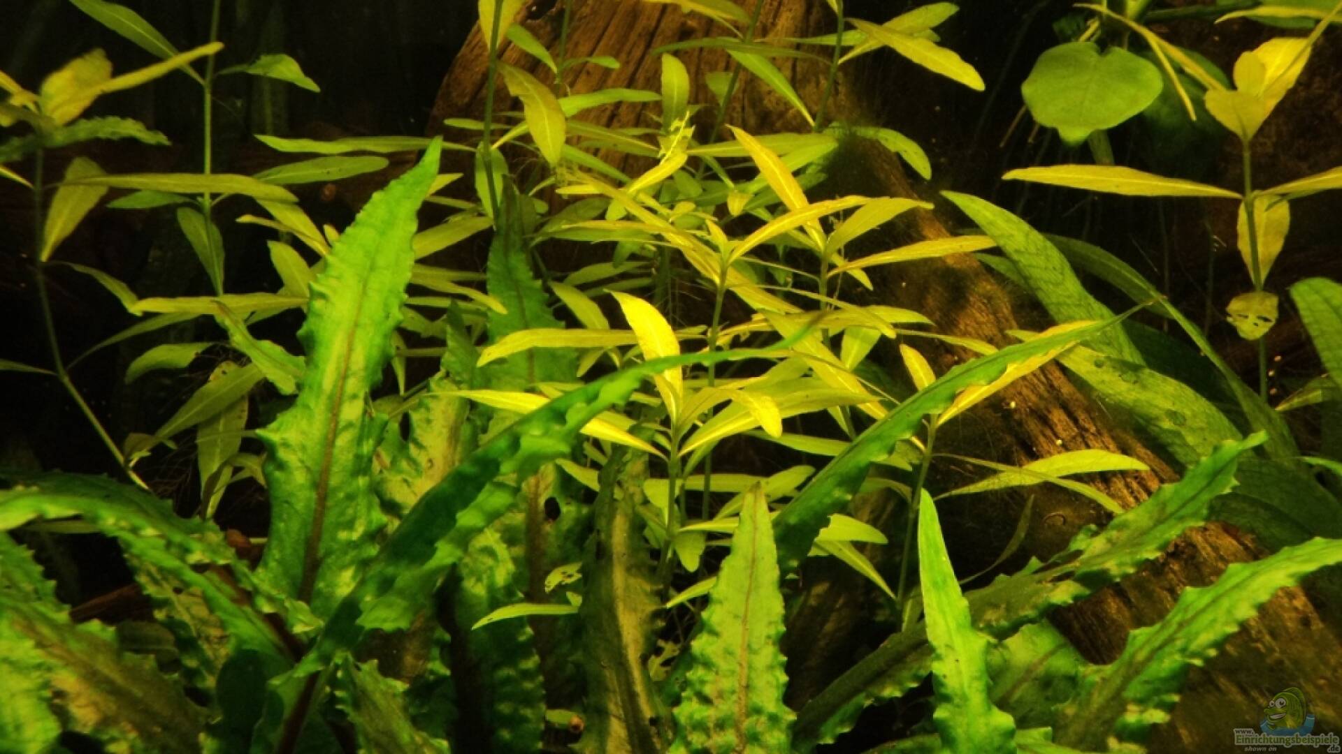 Hygrophila polysperma - Indischer Wasserfreund