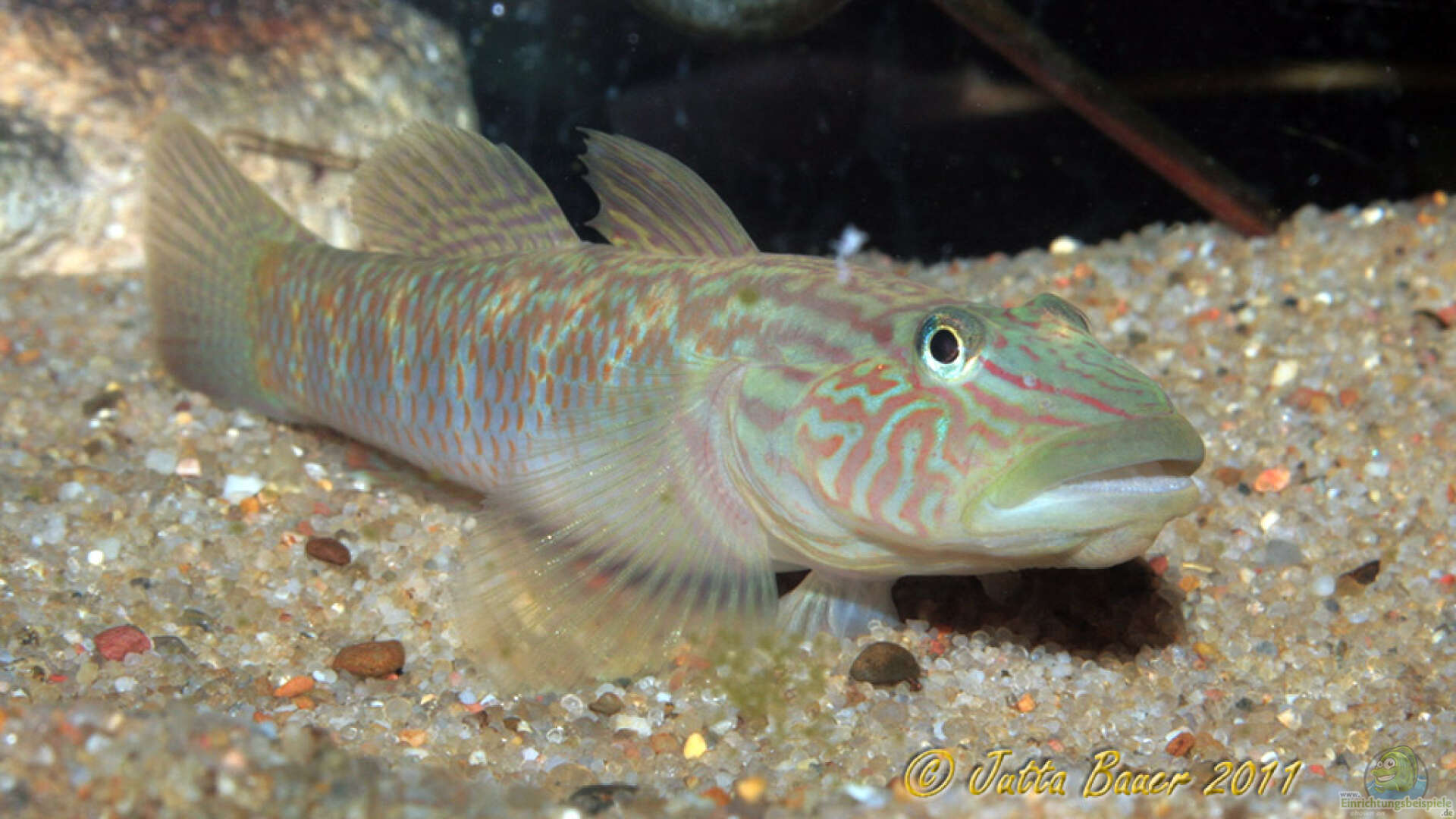 Rhinogobius: Alle wichtigen Infos