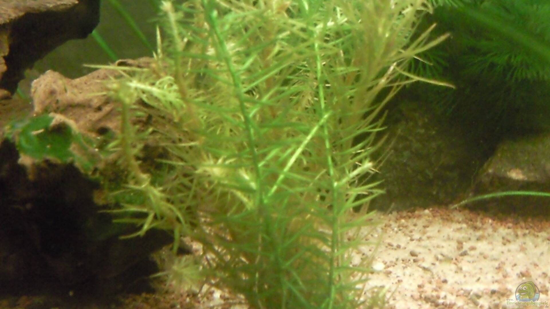 Mayaca fluviatilis: Alle wichtigen Infos