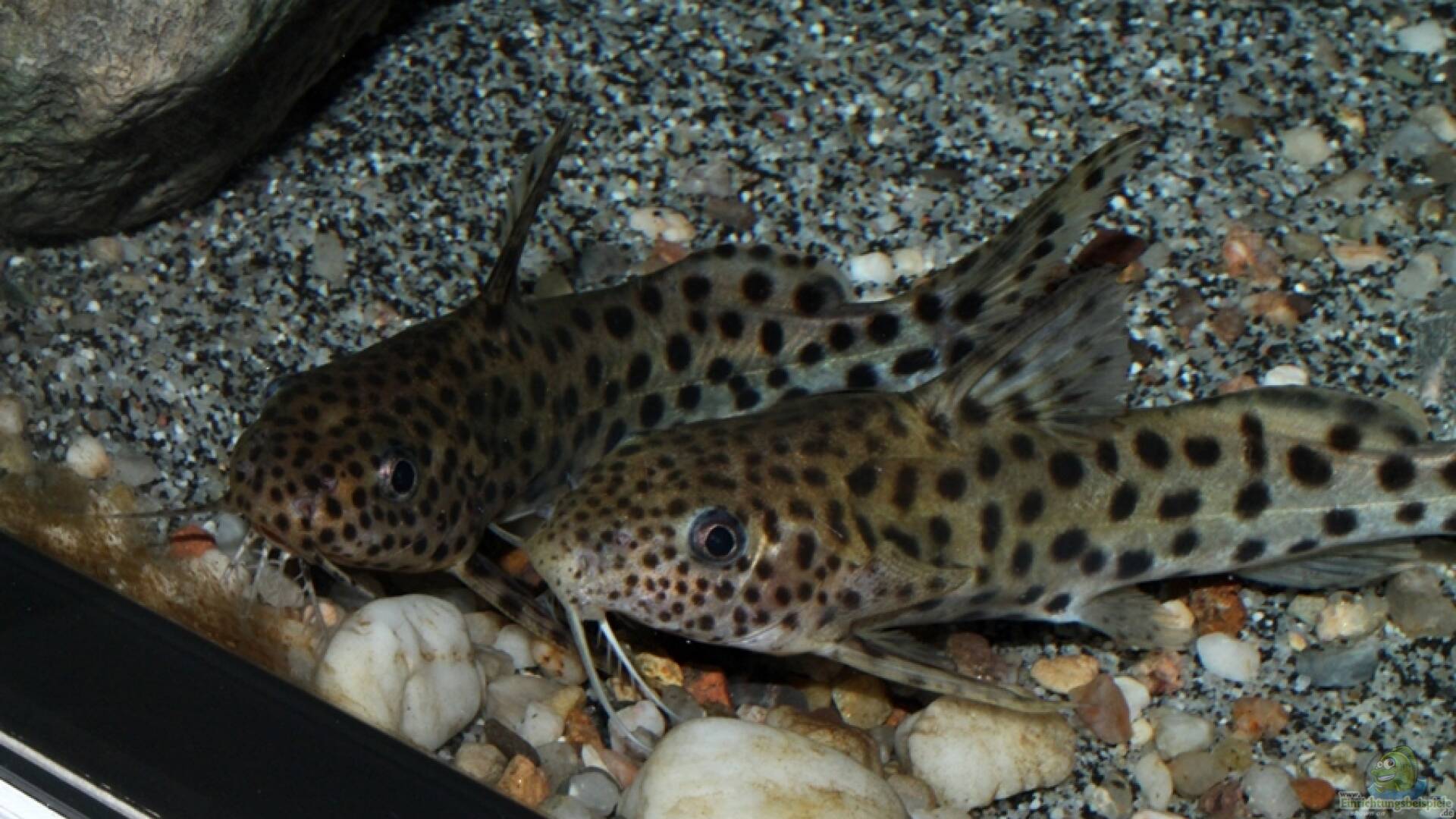 Synodontis njassae - Njassa-Fiederbartwels: Alle Infos
