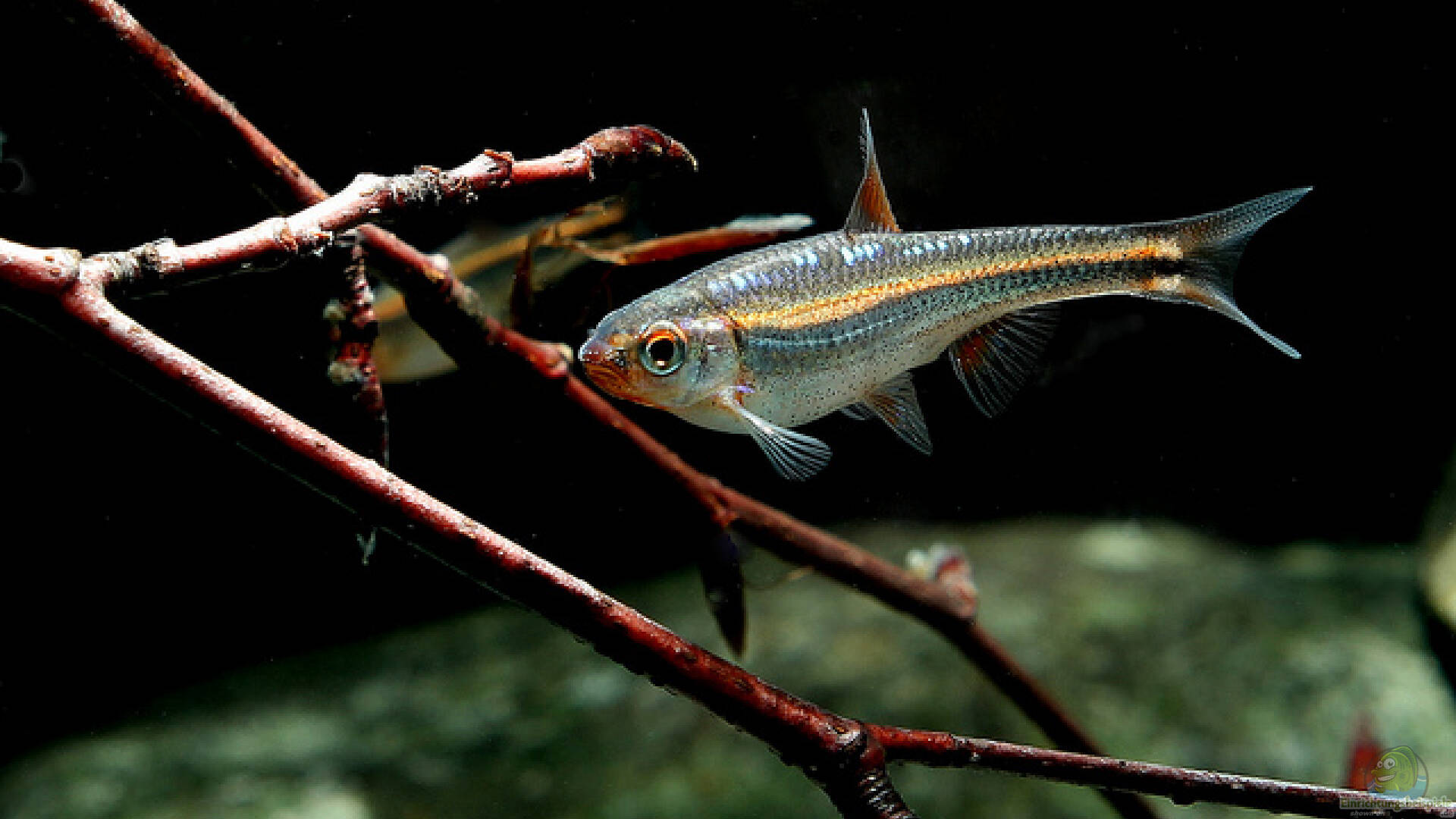 Notropis chrosomus - Regenbogenelritze: Alle Infos