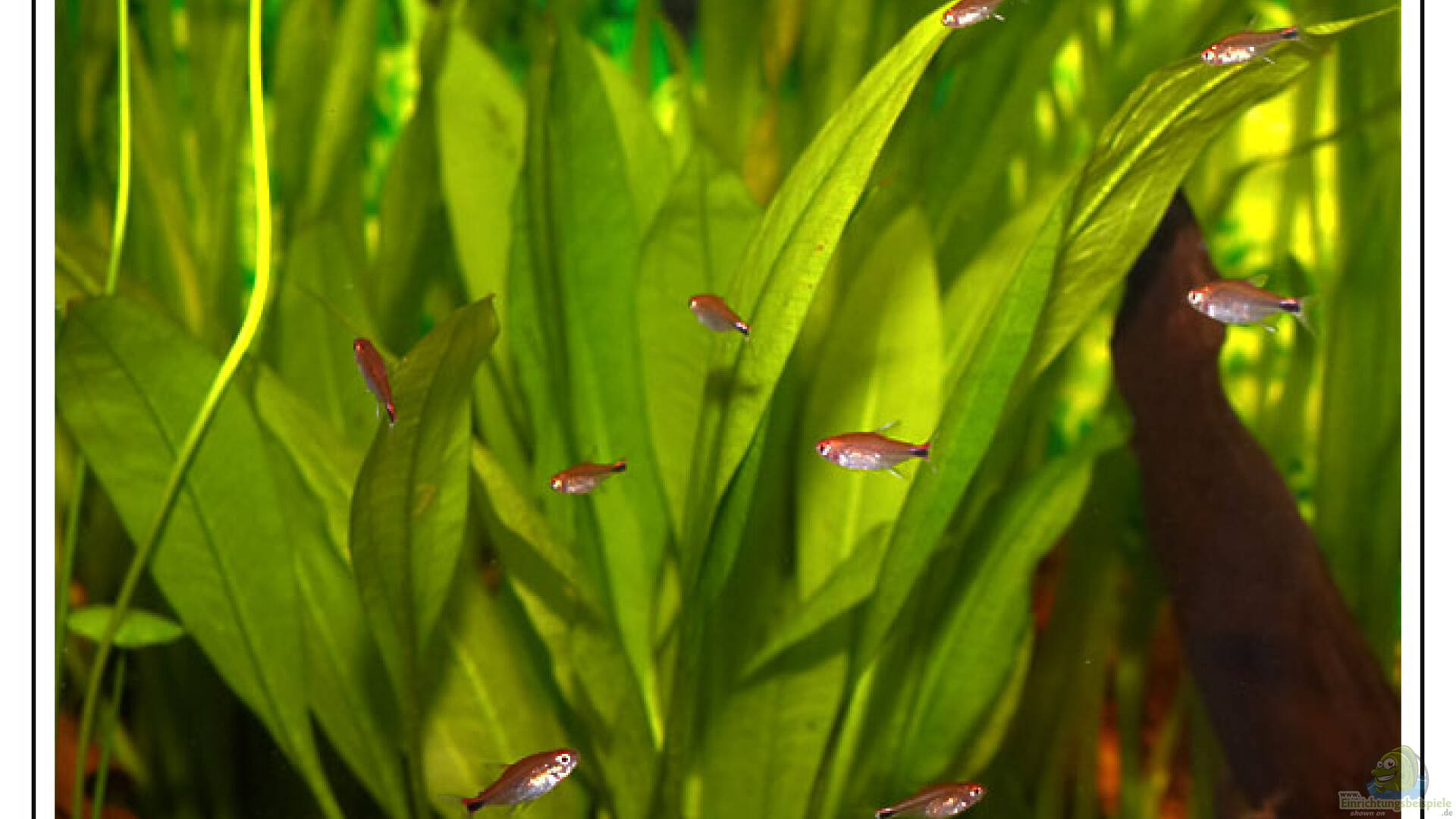 Axelrodia risei - Erdbeersalmler: Alle wichtigen Infos