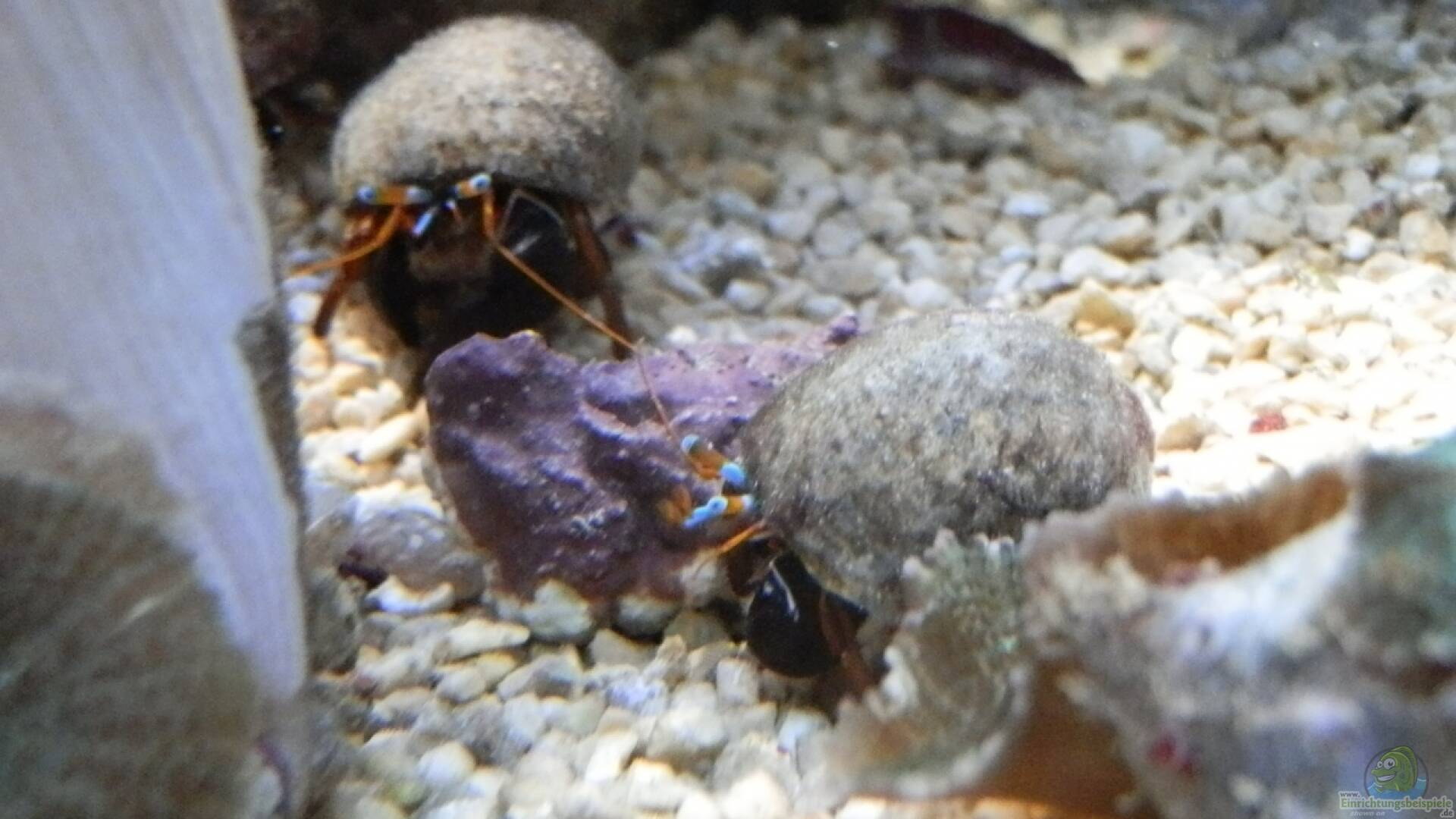 Calcinus laevimanus - Großscheren-Einsiedlerkrebs