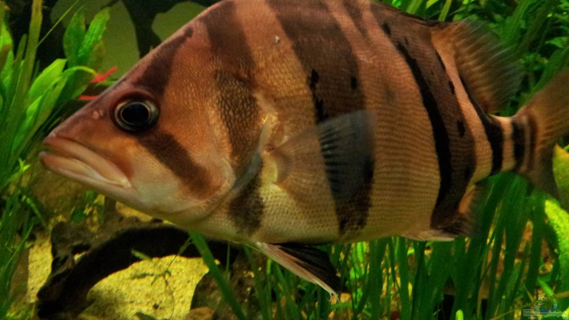 Datnioides pulcher - Siamesischer Tigerbarsch