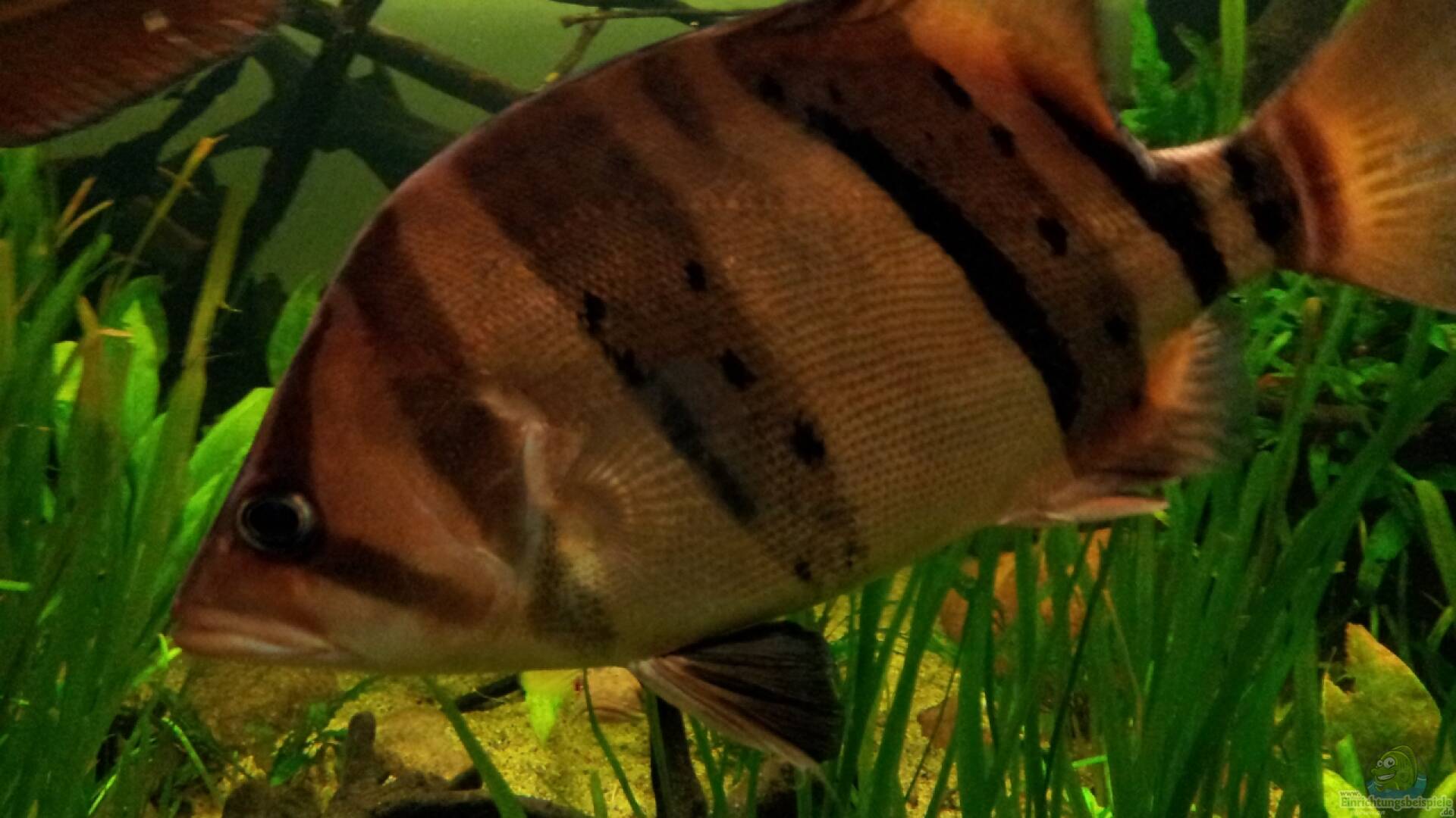 Datnioides pulcher - Siamesischer Tigerbarsch