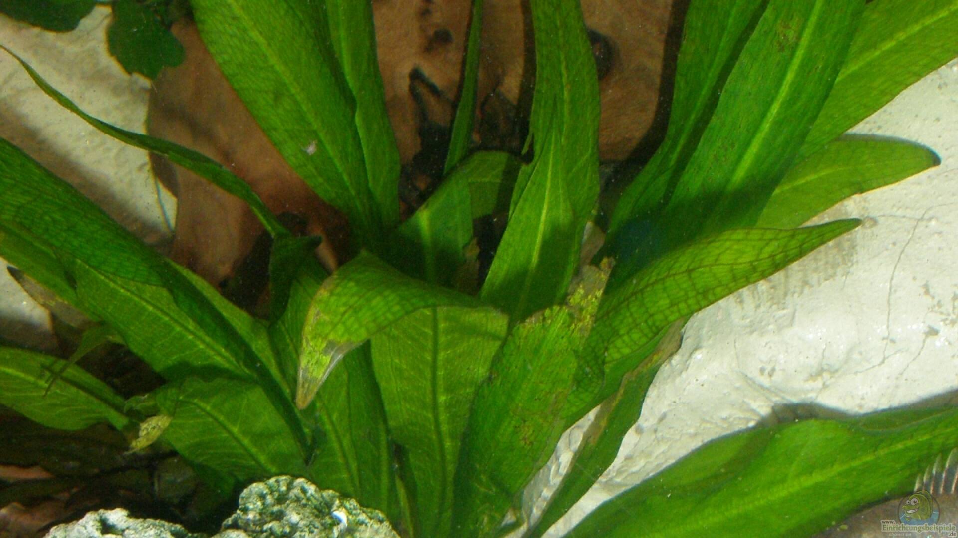 Aponogeton boivinianus - Grosse genoppte Wasserähre