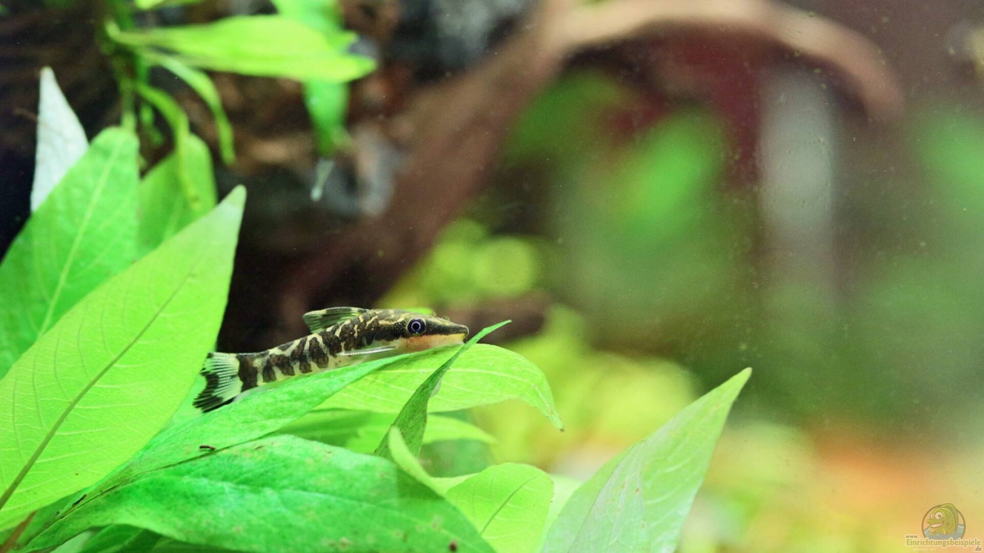 Otocinclus cocama - Zebra-Otocinclus: Alle Infos