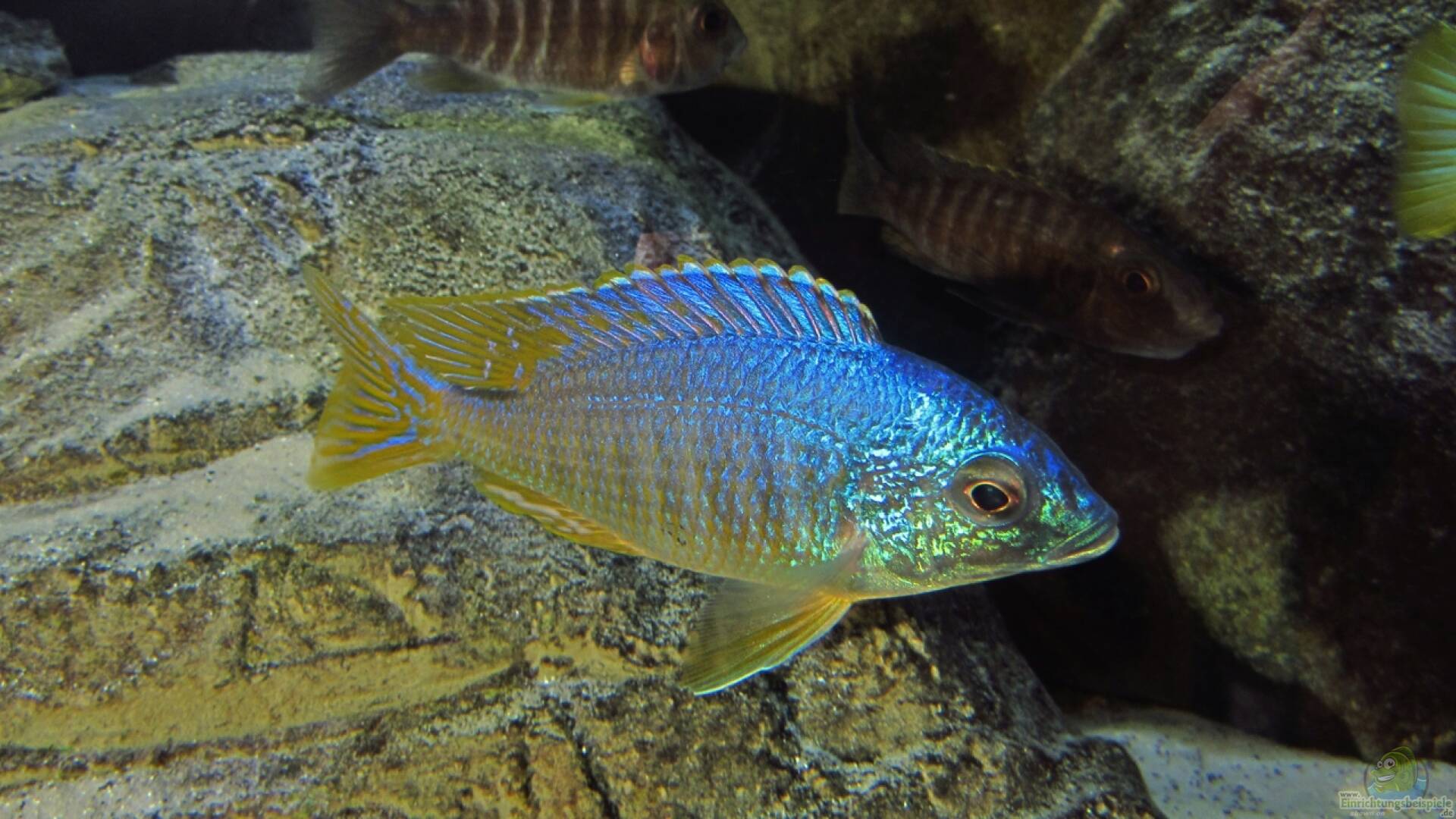Placidochromis jalo reef: Alle wichtigen Infos