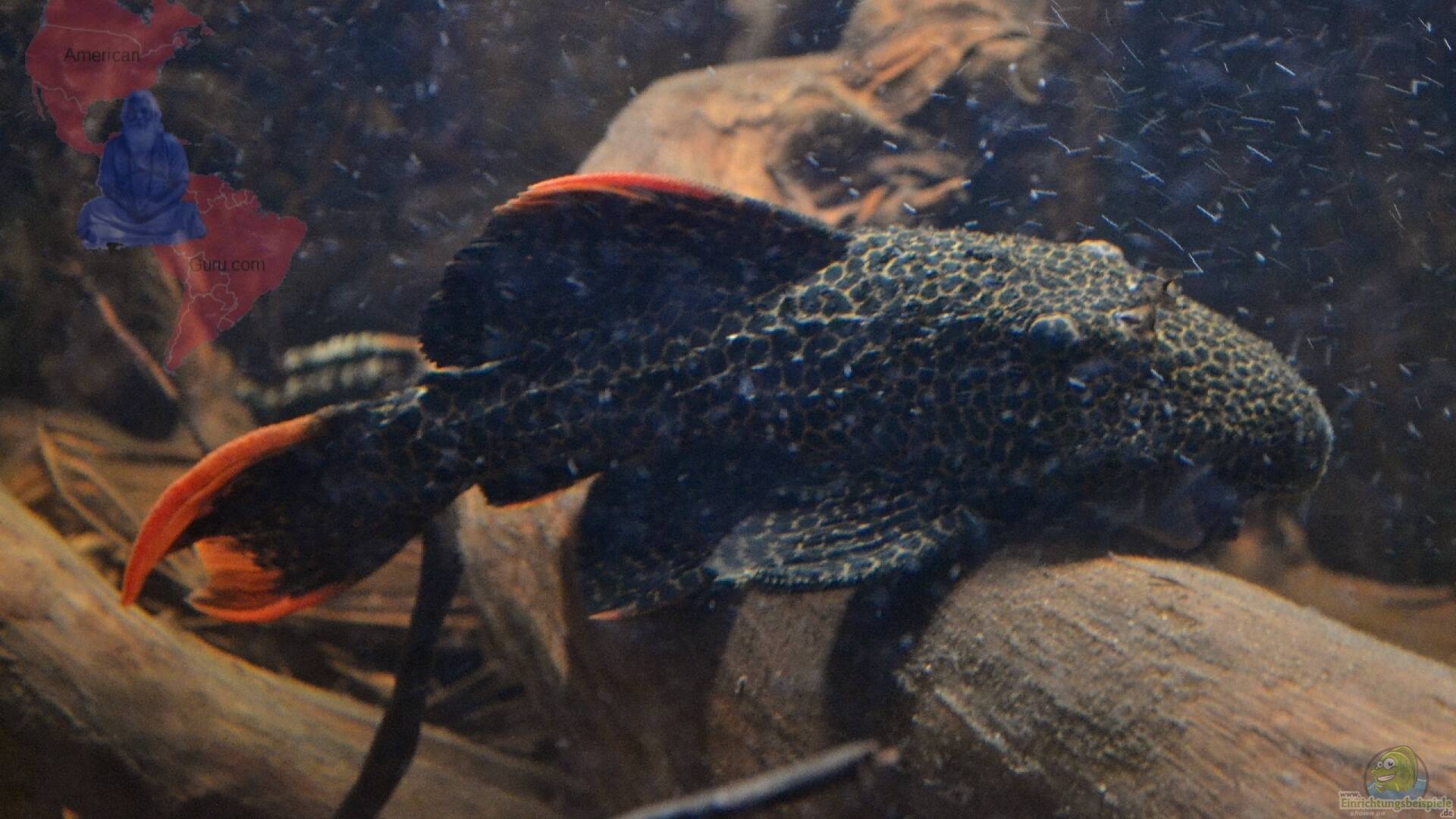 Pseudacanthicus sp ´Titanic´ - Titanic-Kaktuswels