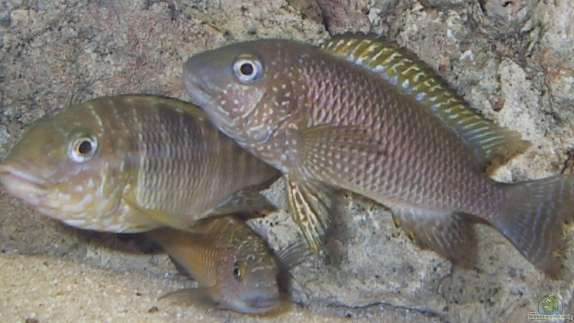 Petrochromis famula: Alle wichtigen Infos