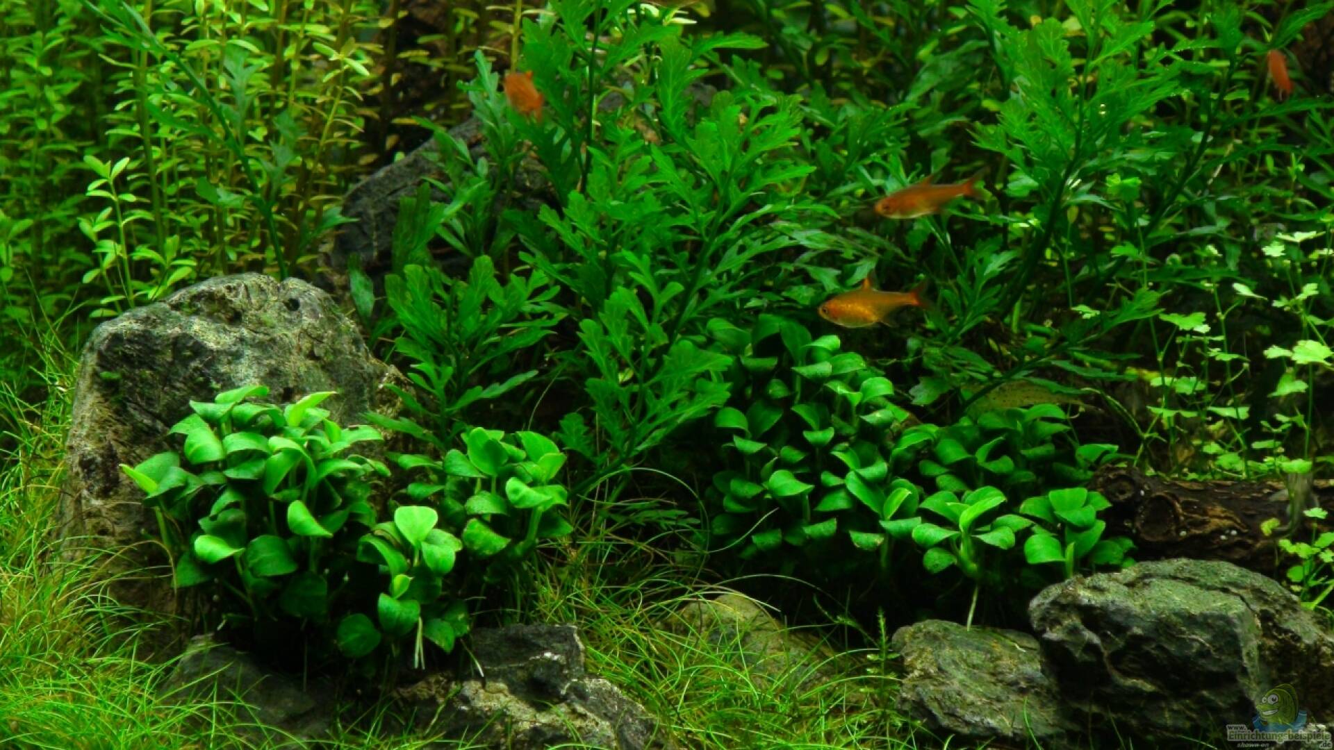 Hyphessobrycon amandae - Feuertetra: Alle Infos