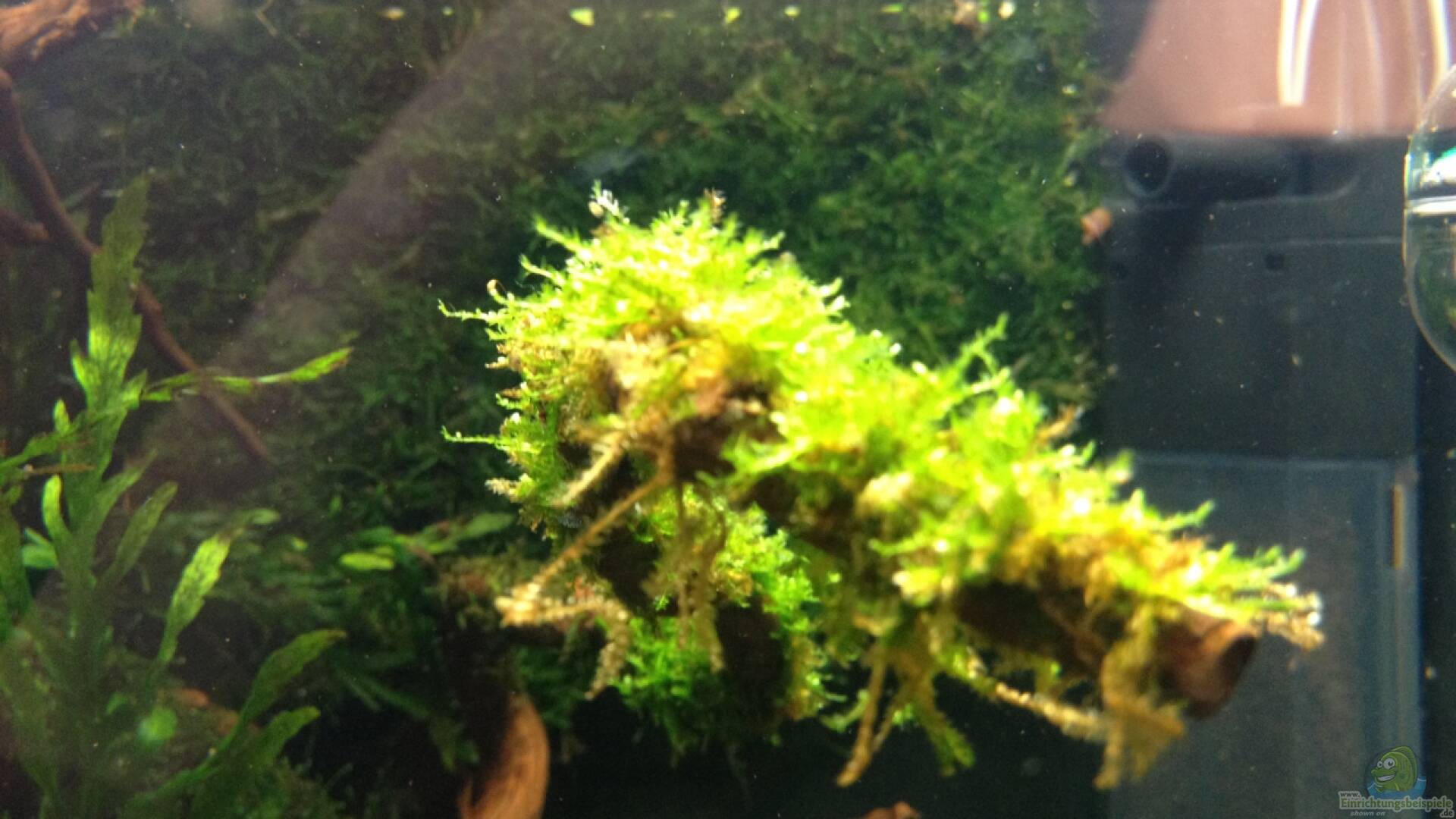 Vesicularia montagnei - Christmas-Moos: Alle Infos