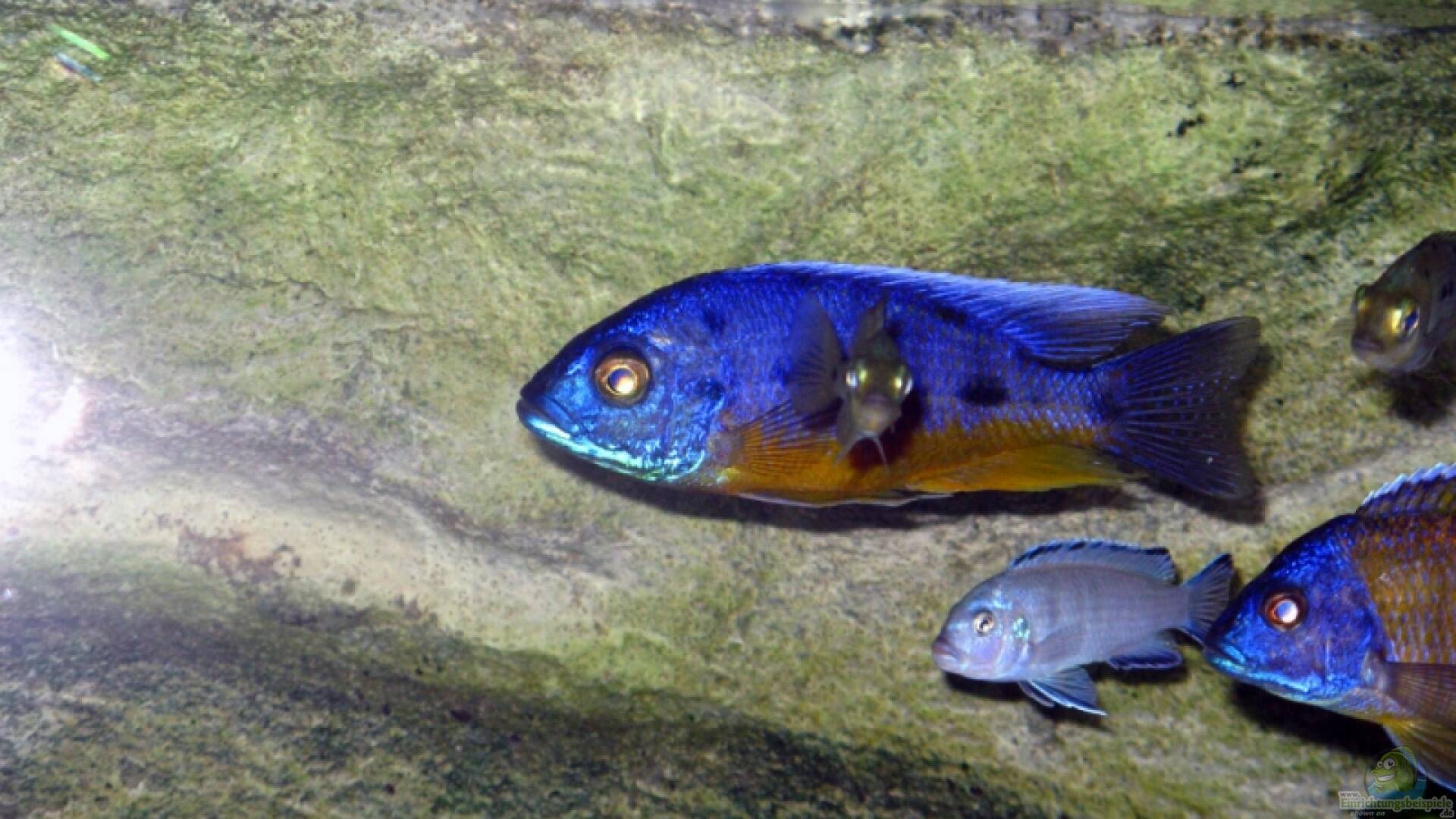 Protomelas spilonotus: Alle wichtigen Infos