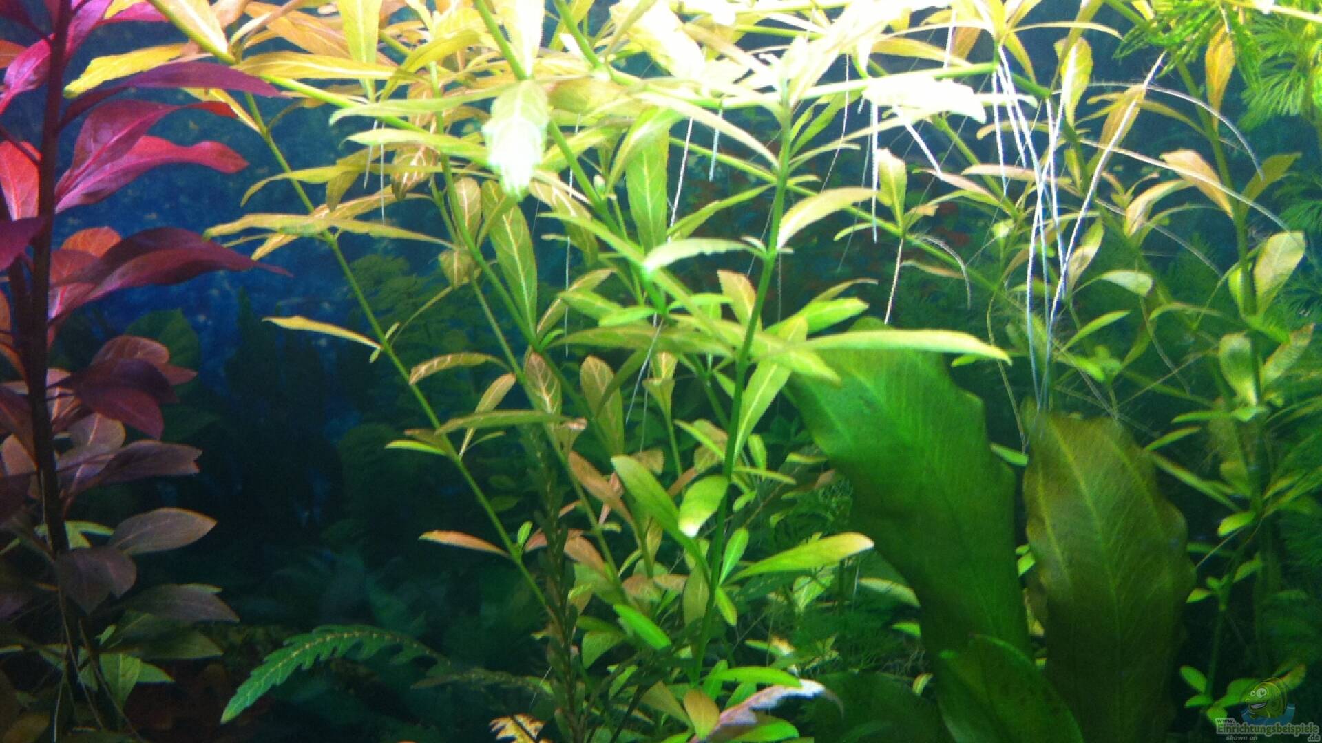 Hygrophila polysperma - Indischer Wasserfreund