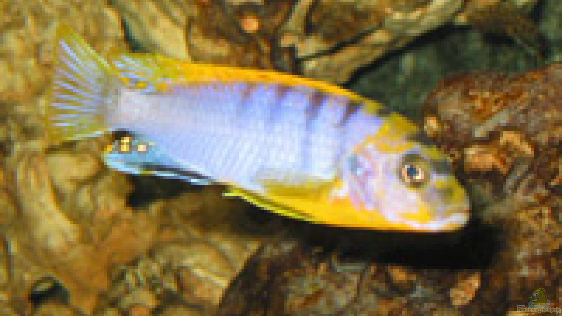 Labidochromis sp. hongi - Labidochromis hongi
