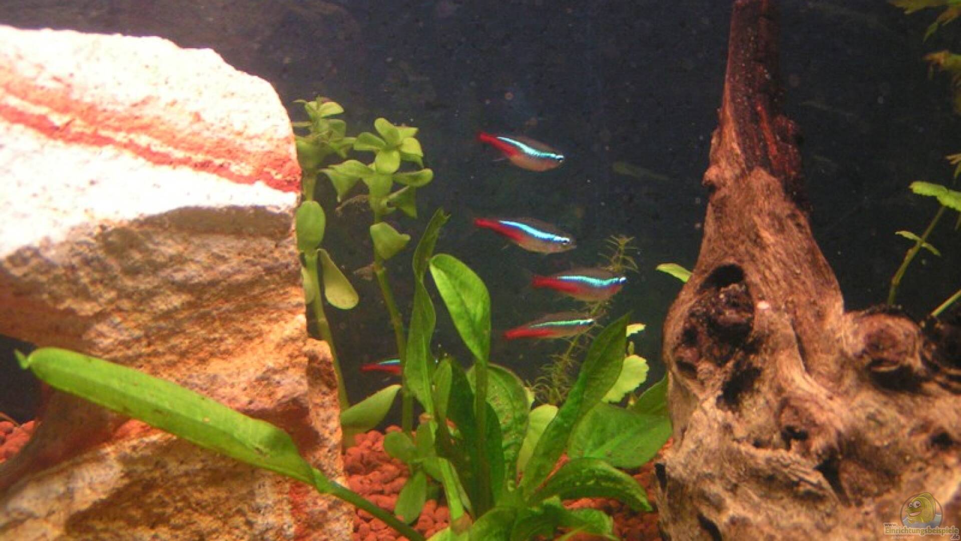 Neonsalmler: Alle wichtigen Infos