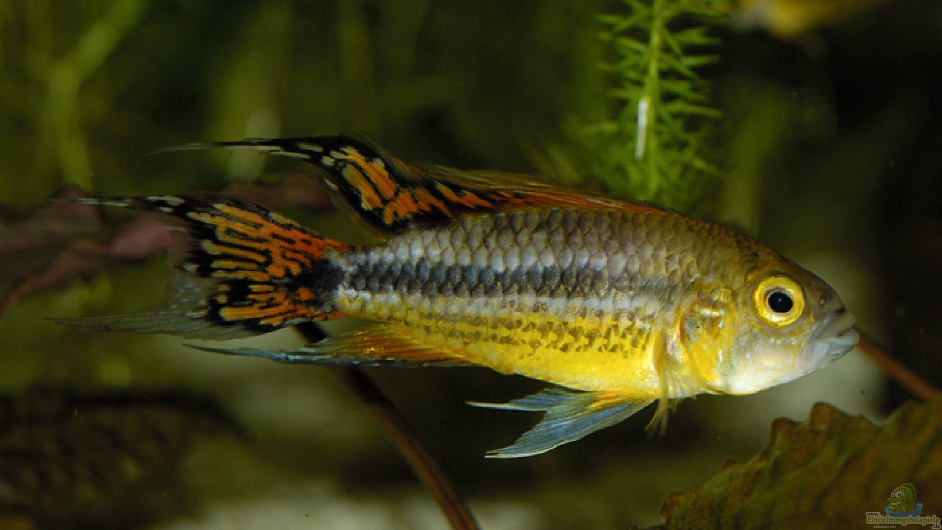 Apistogramma cacatuoides - Kakadu-Zwergbuntbarsch
