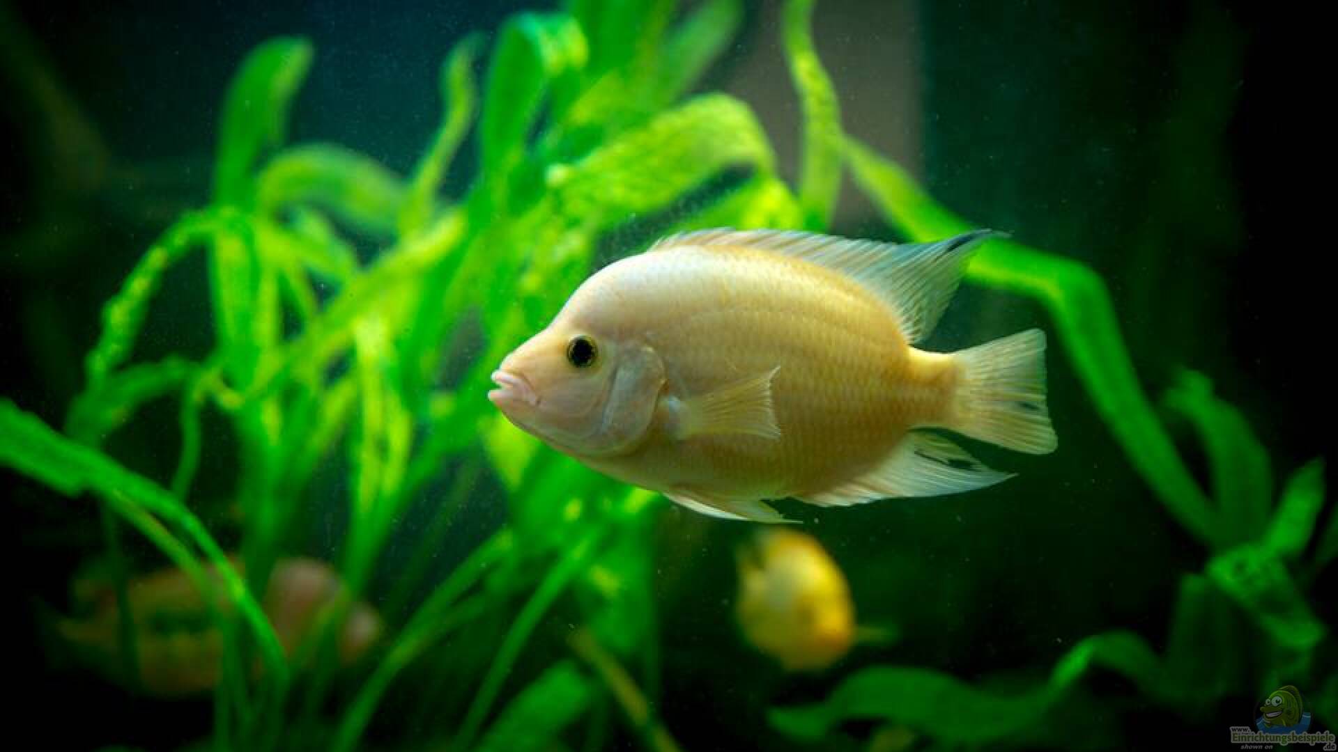 Amphilophus citrinellus - Zitronenbuntbarsch