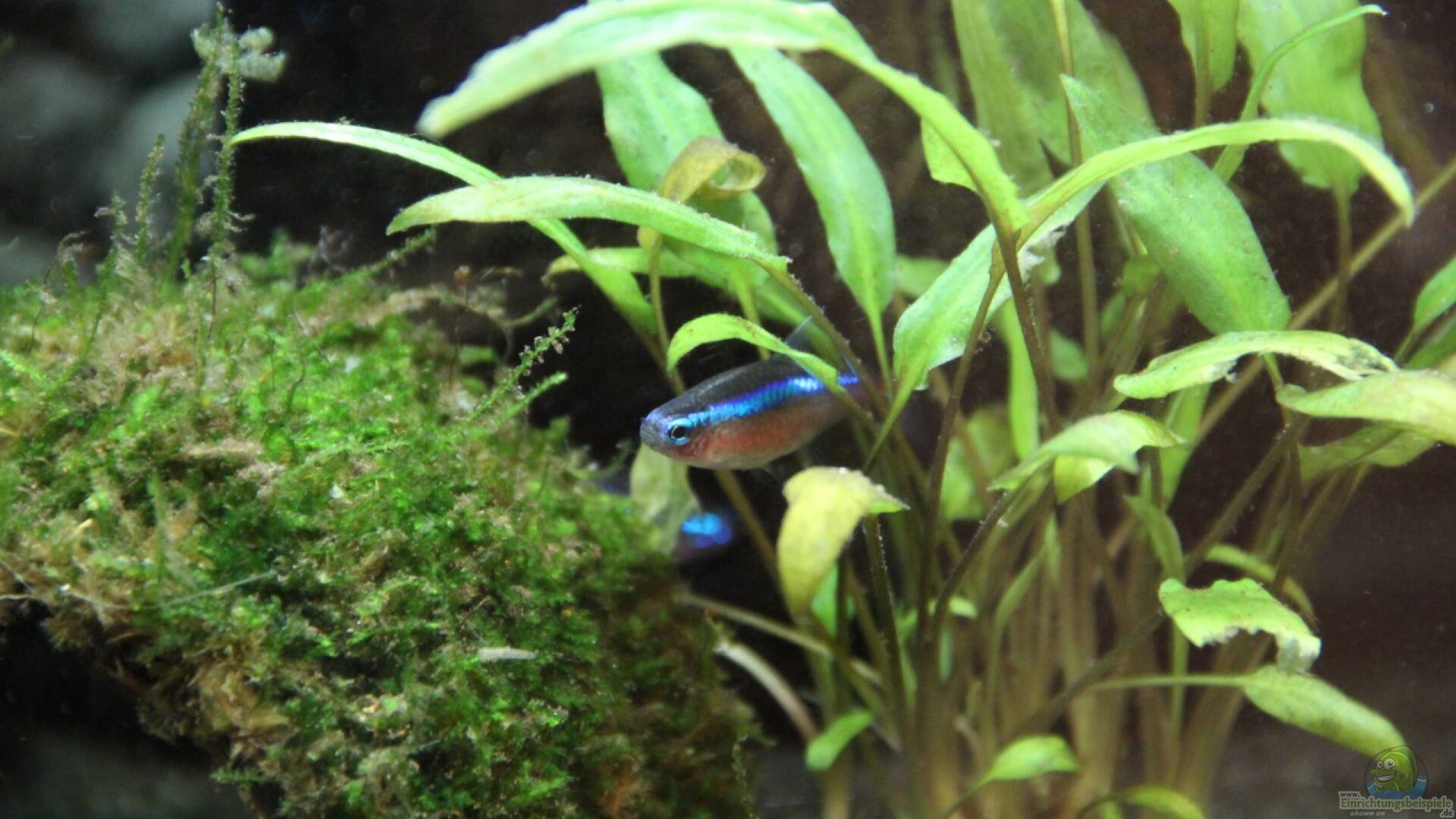 Paracheirodon axelrodi - Roter Neon: Alle Infos
