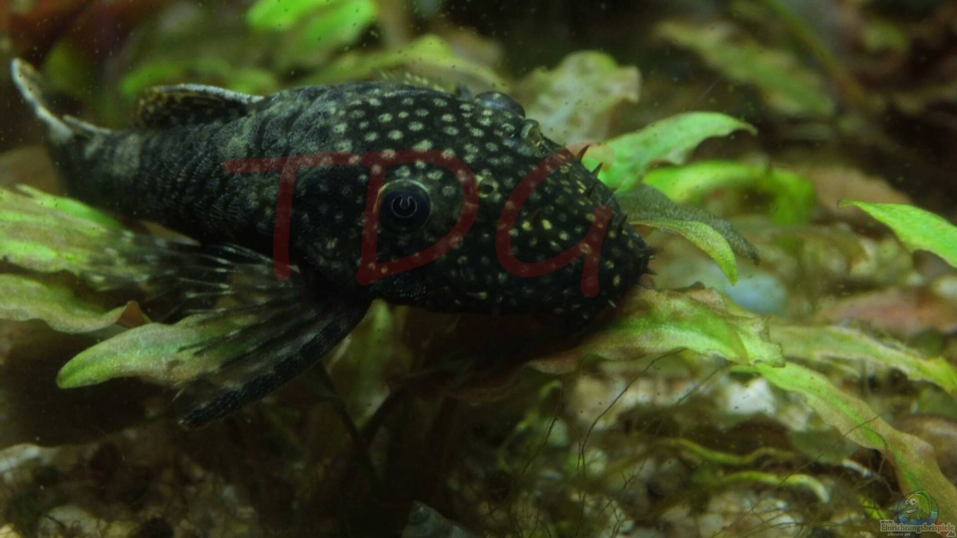 Ancistrus spec. - Antennenwels: Alle wichtigen Infos