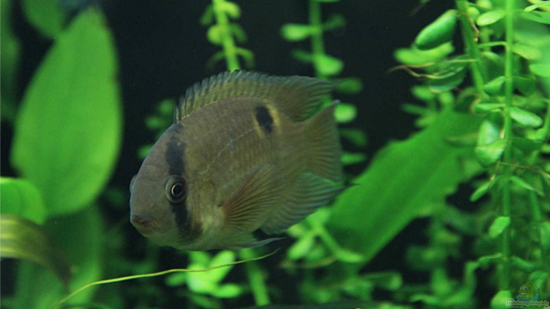 Cleithracara maronii - Maronibuntbarsche: Alle Infos