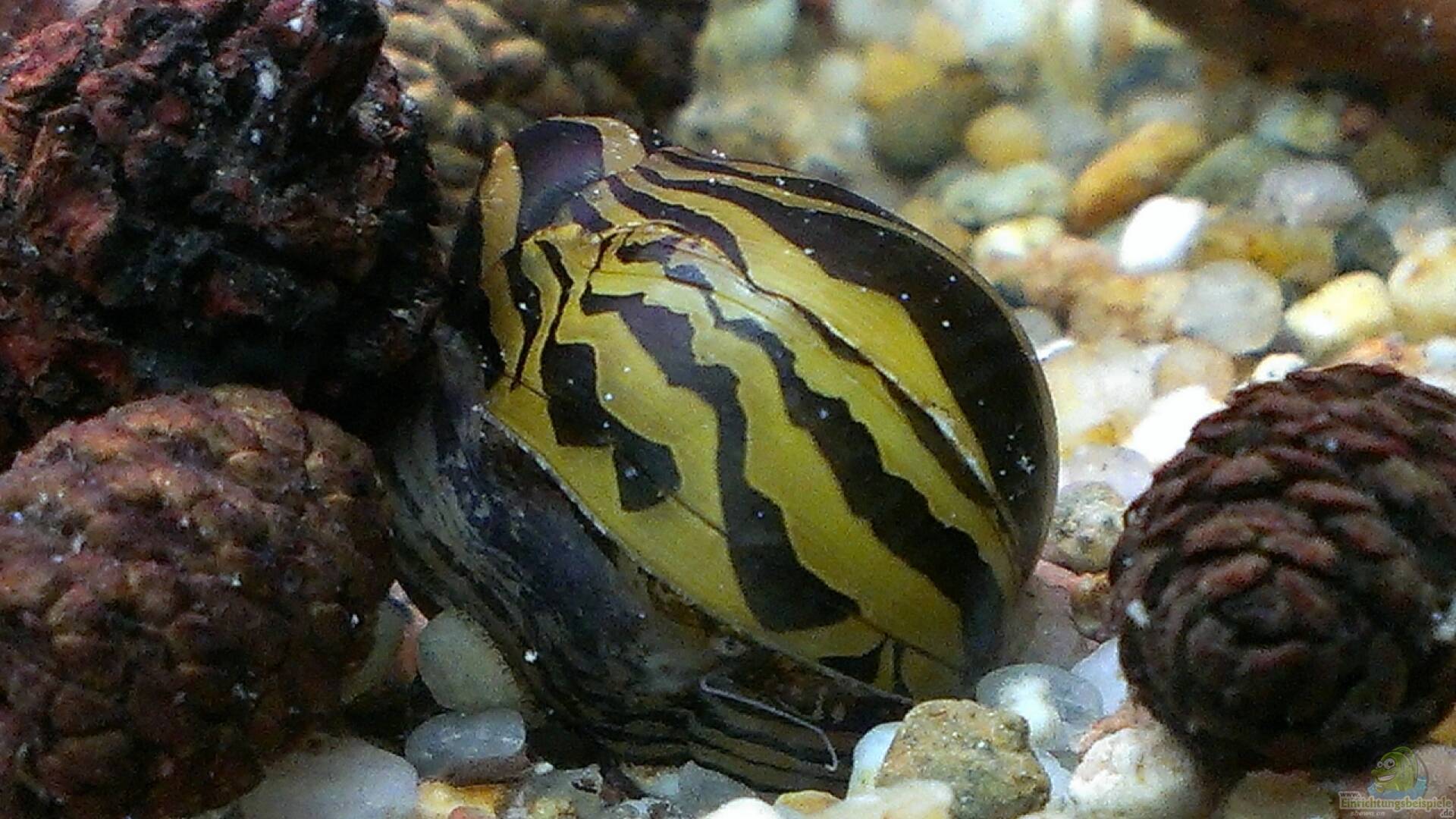 Neritina natalensis - Zebra Rennschnecke: Alle Infos
