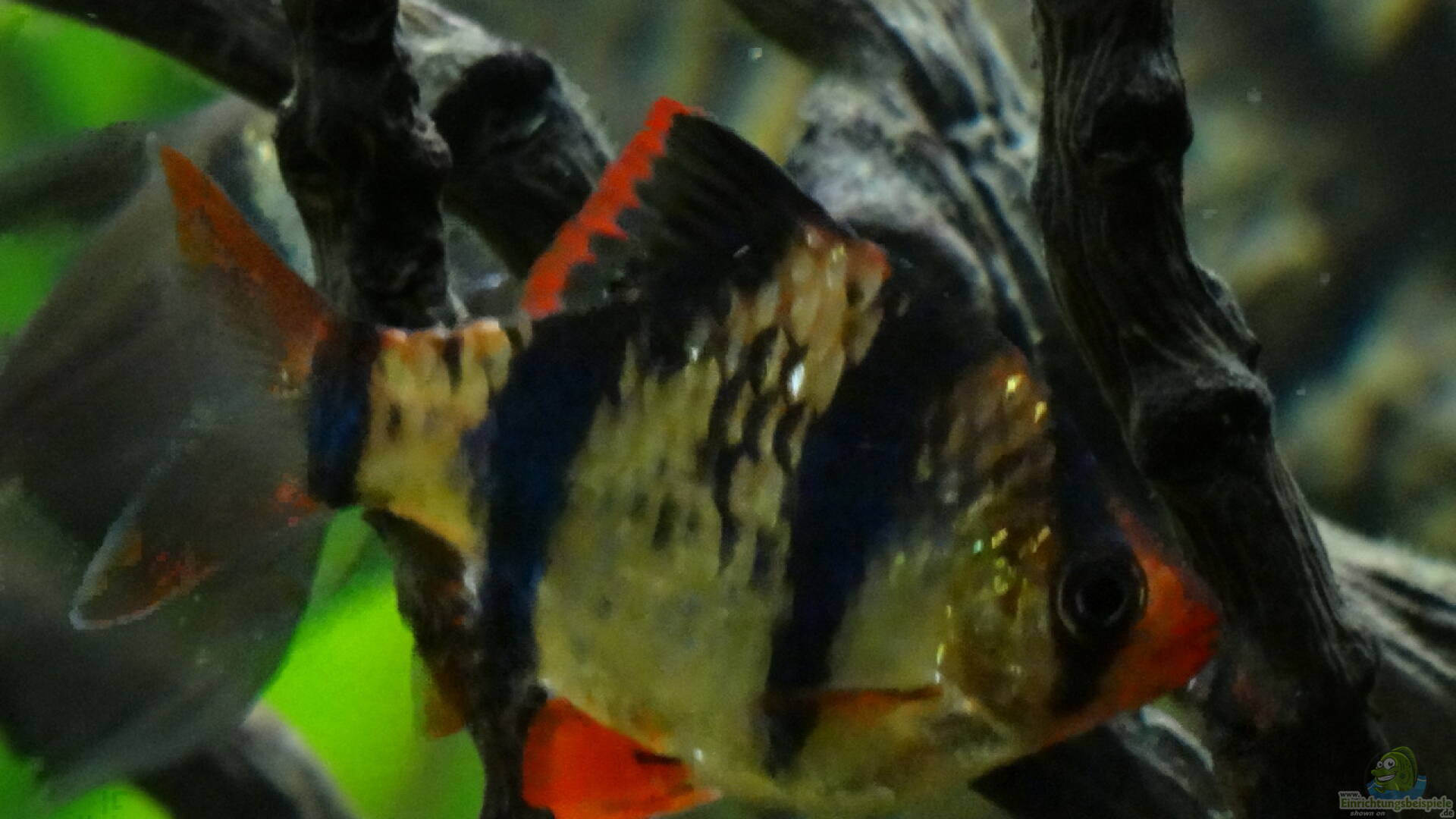 Puntigrus tetrazona - Sumatrabarbe: Alle Infos