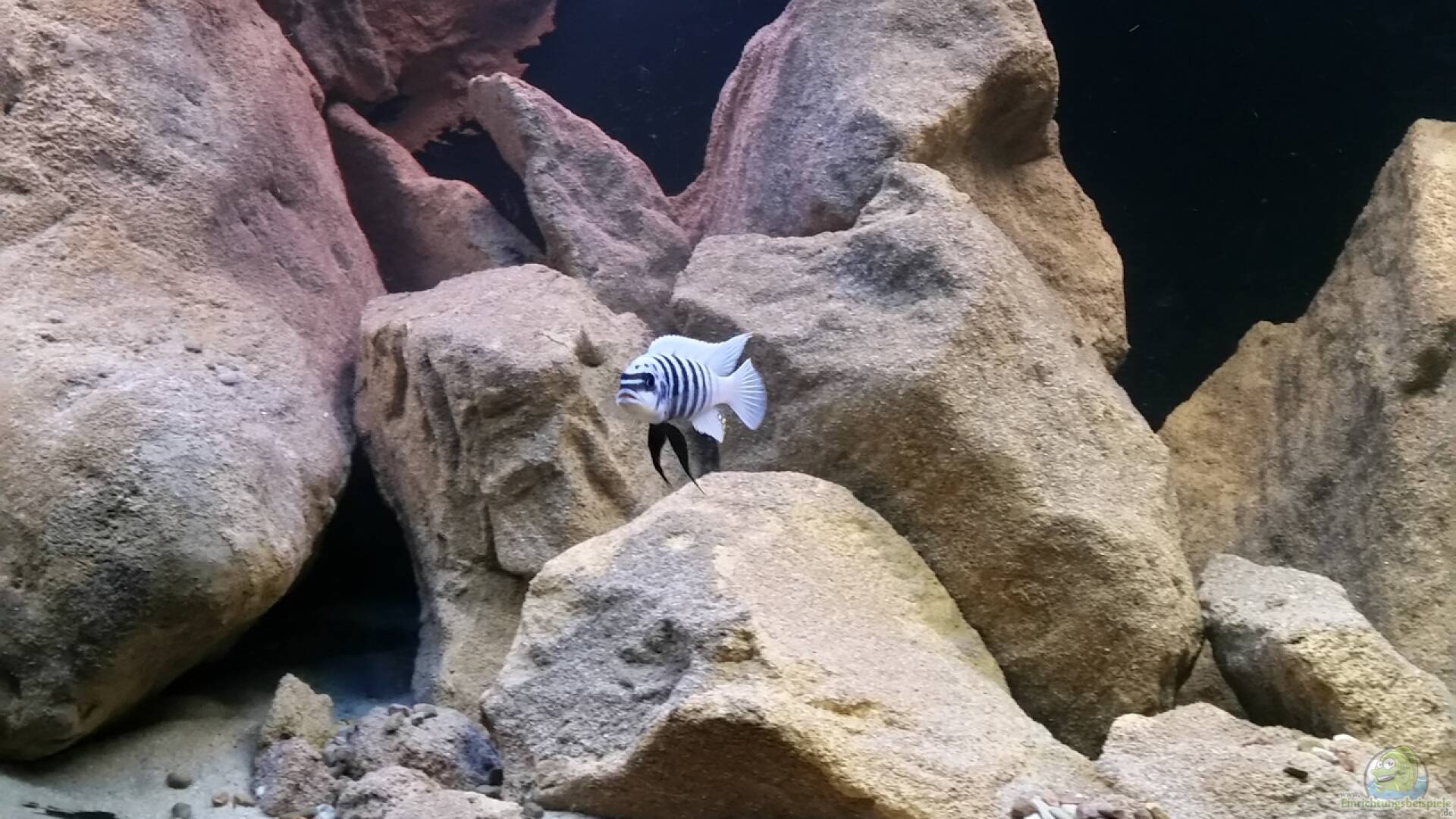Metriaclima zebra chilumba Maisoni Reef: Alle Infos