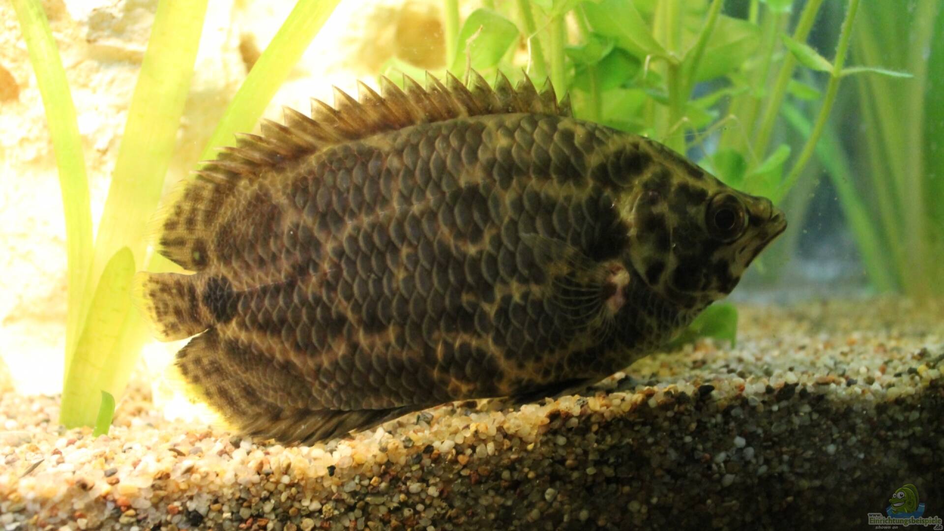 Ctenopoma acutirostre - Leopardbuschfisch: Alle Infos