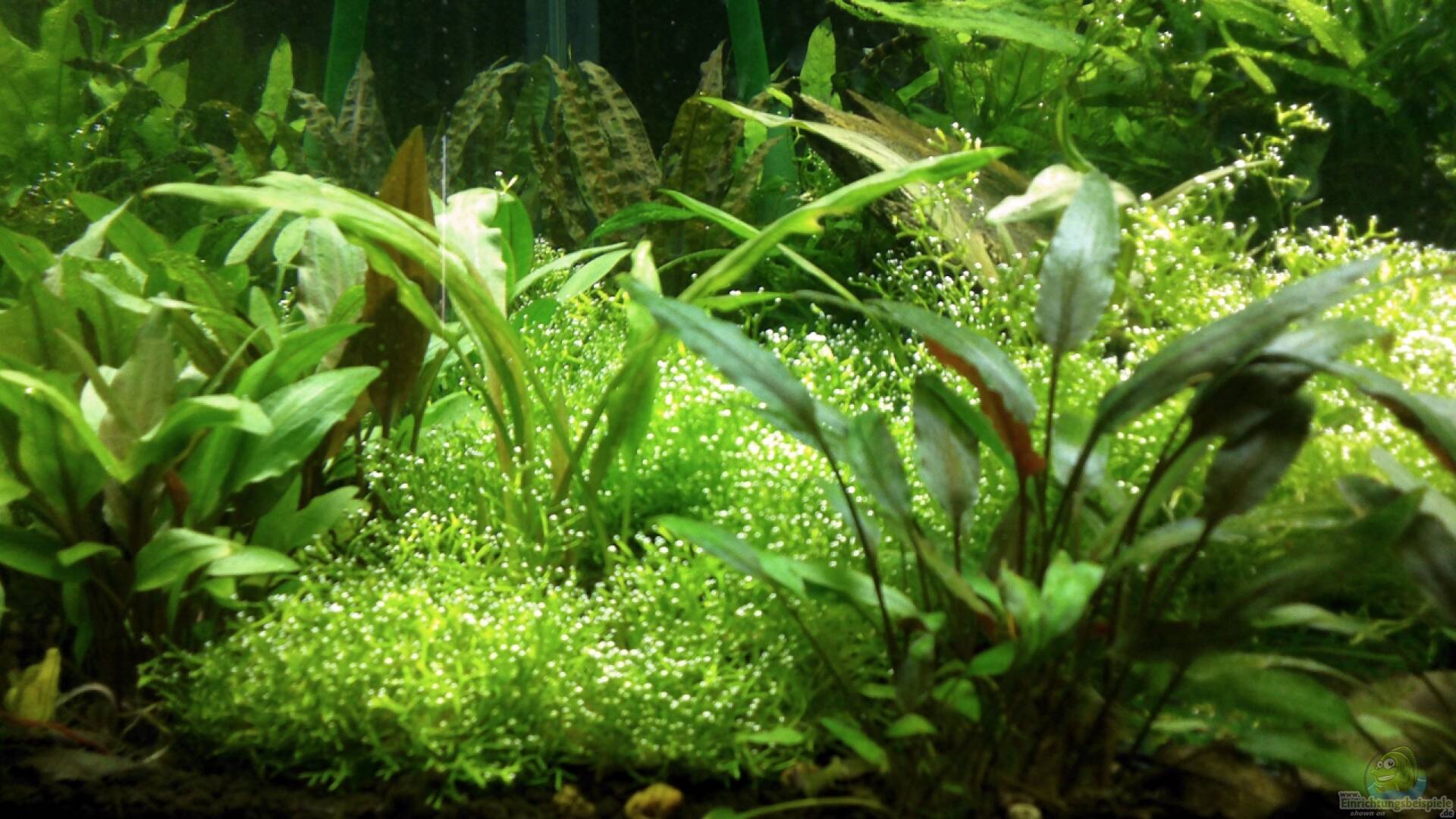 Cryptocorynen - Wasserkelche: Alle wichtigen Infos