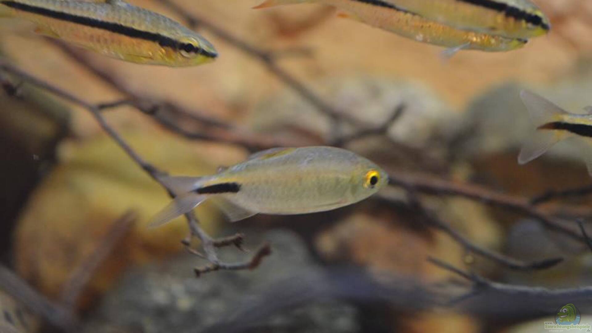 Brycinus longipinnis - Langflossensalmler: Alle Infos