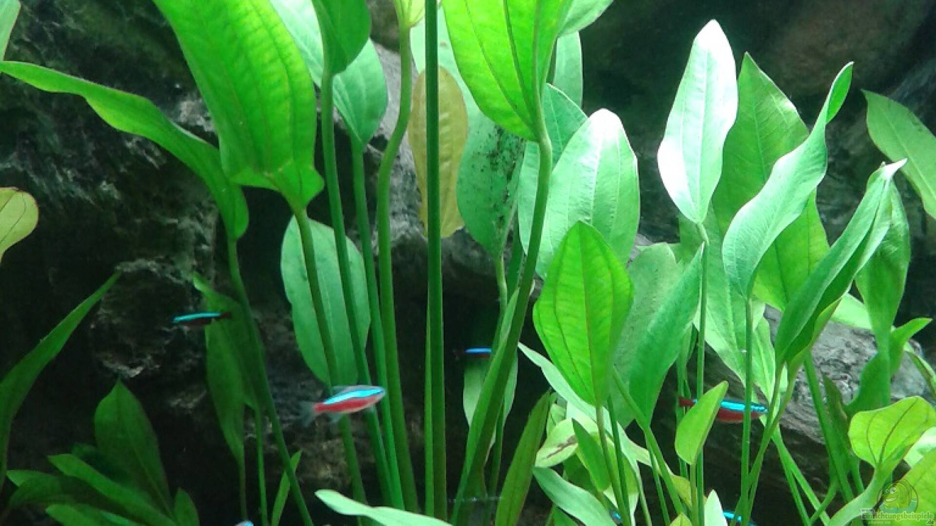 Echinodorus cordifolius: Alle wichtigen Infos