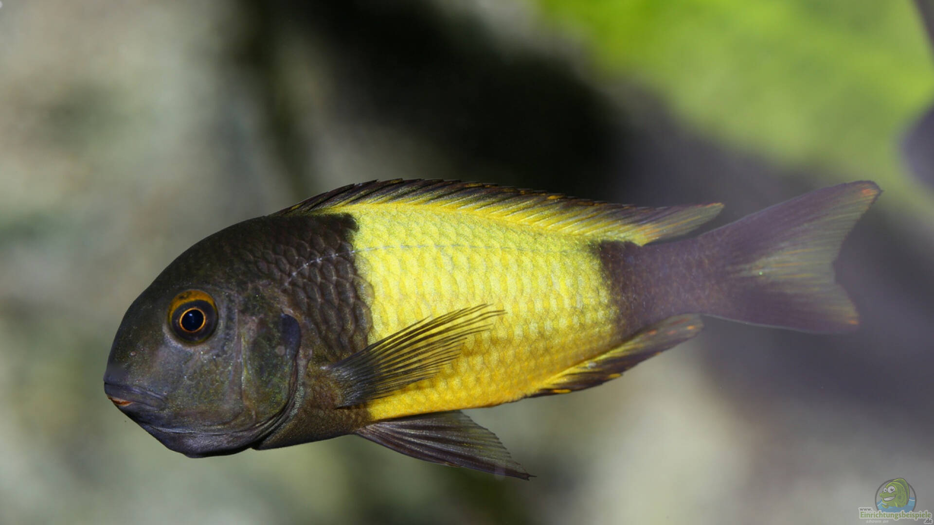 Tropheus moorii Ikola: Alle wichtigen Infos