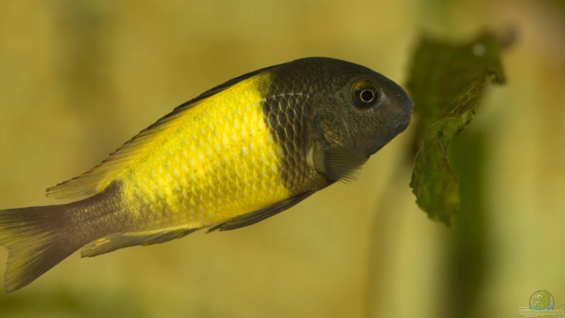 Tropheus moorii Ikola: Alle wichtigen Infos