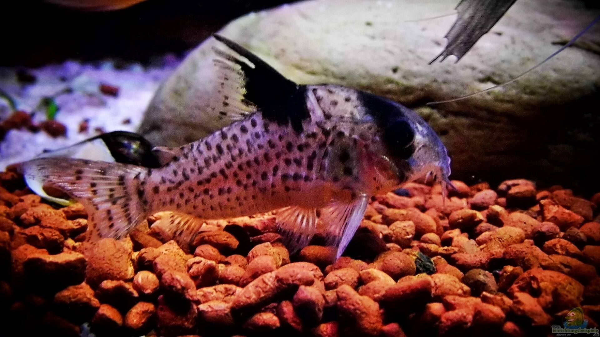 Welse Frs Aquarium