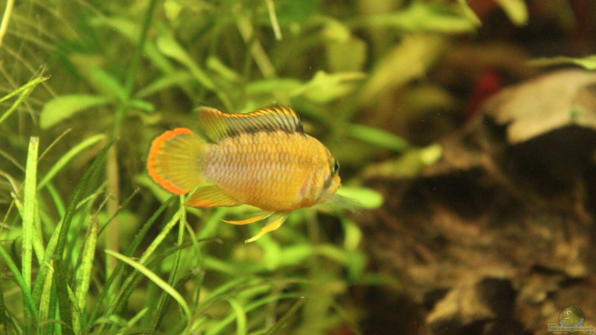 Apistogramma nijsseni - Panda-Zwergbuntbarsch