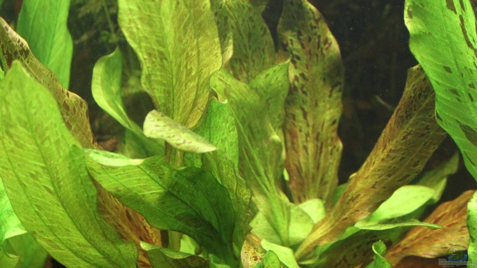 Echinodorus Ozelot: Alle wichtigen Infos