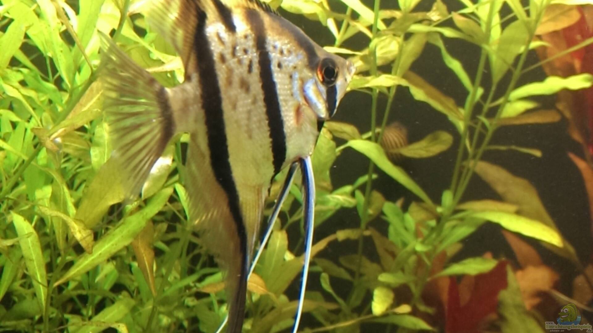 Pterophyllum - Segelflosser: Alle wichtigen Infos