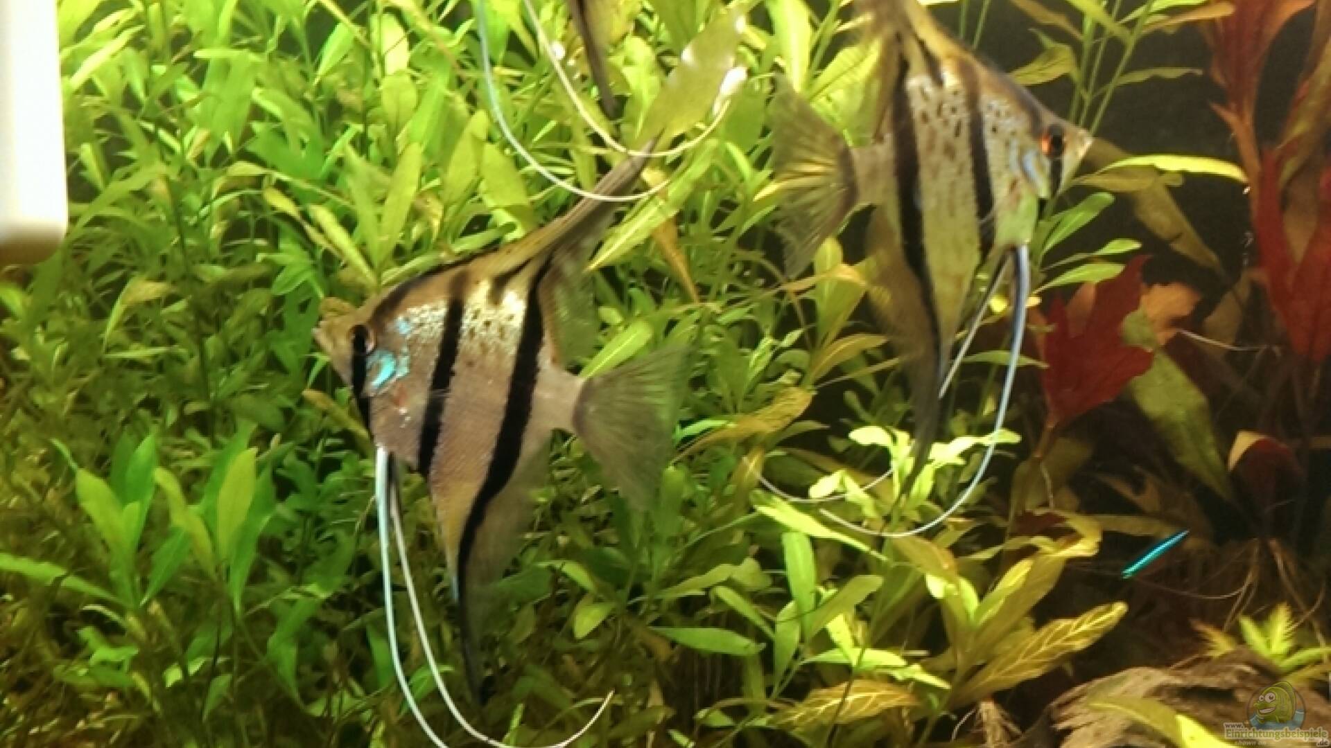 Pterophyllum - Segelflosser: Alle wichtigen Infos
