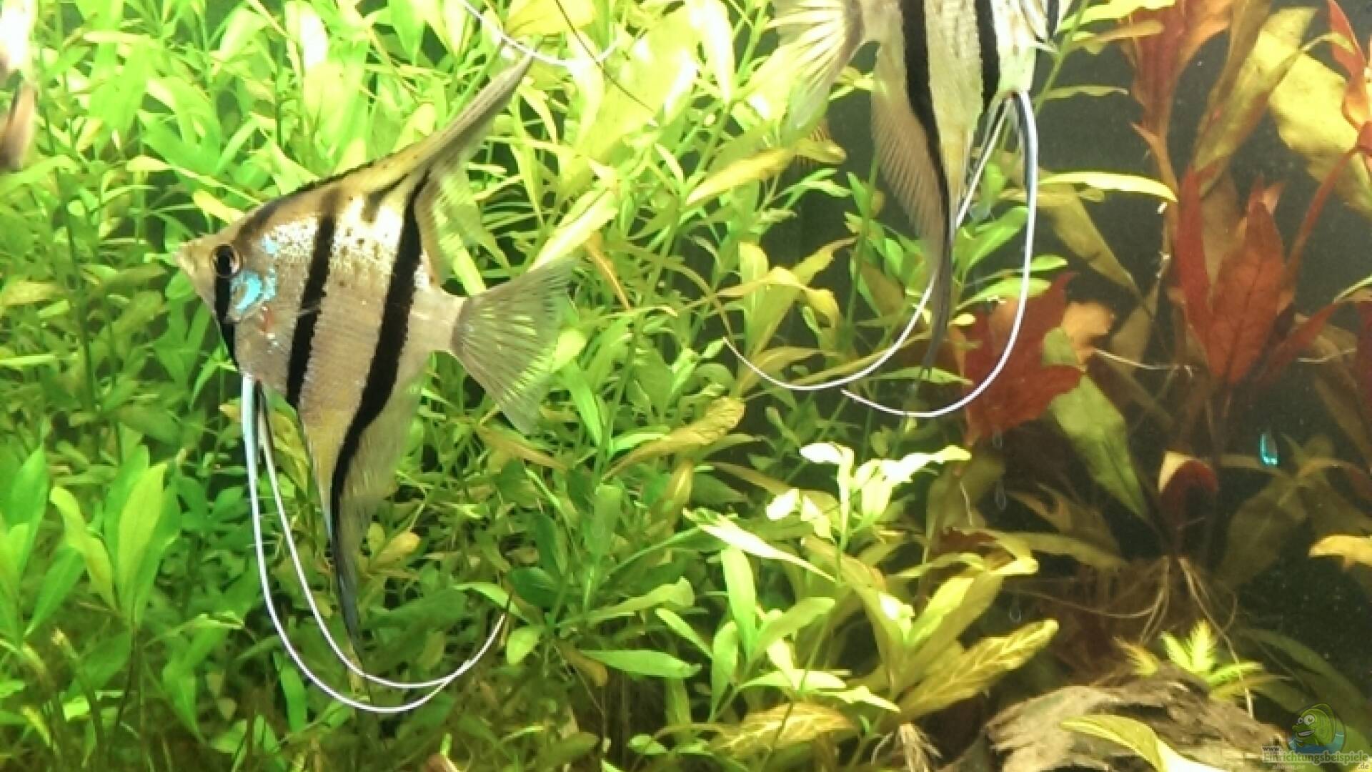 Pterophyllum - Segelflosser: Alle wichtigen Infos