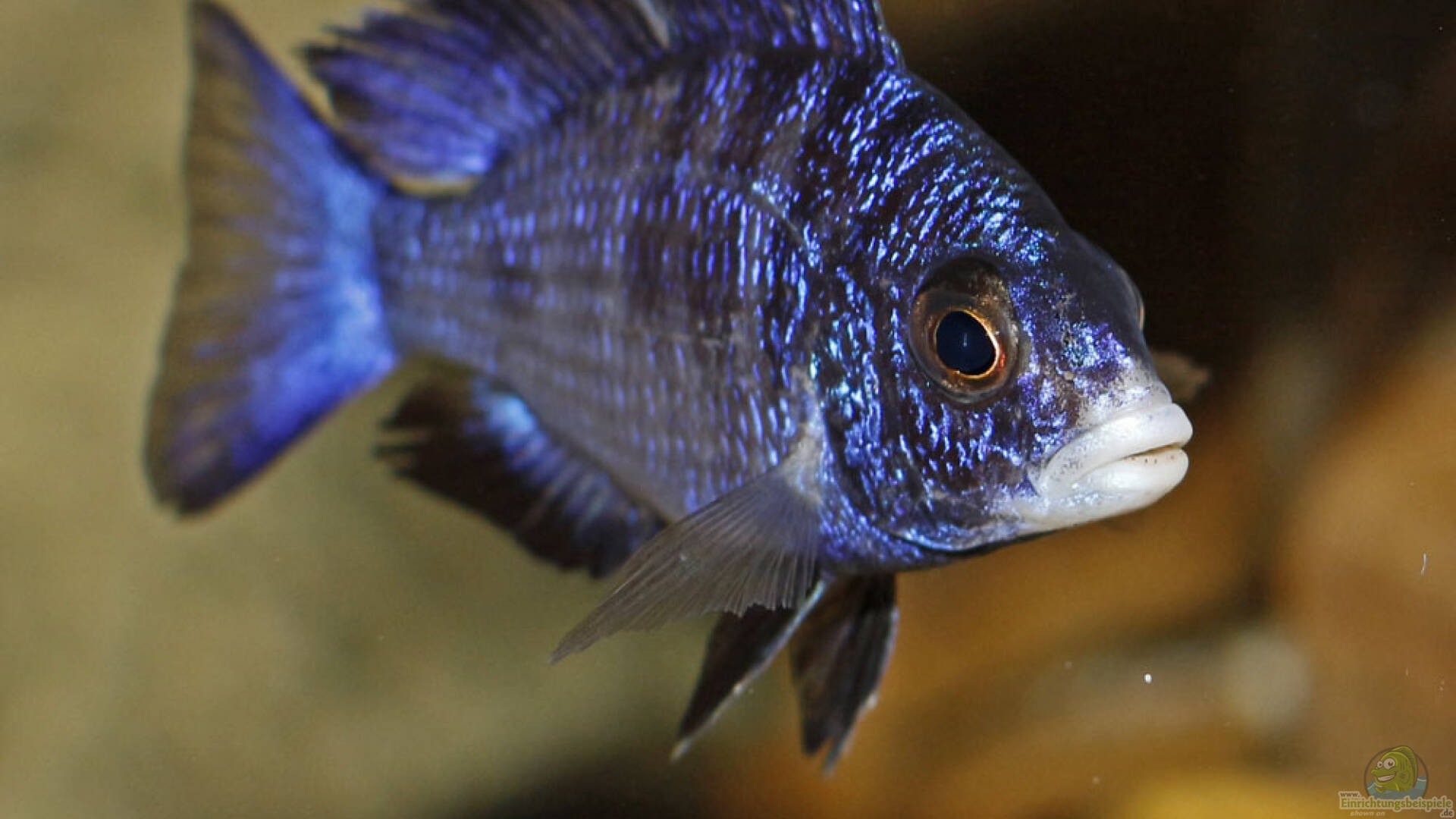 Placidochromis phenochilus: Alle wichtigen Infos
