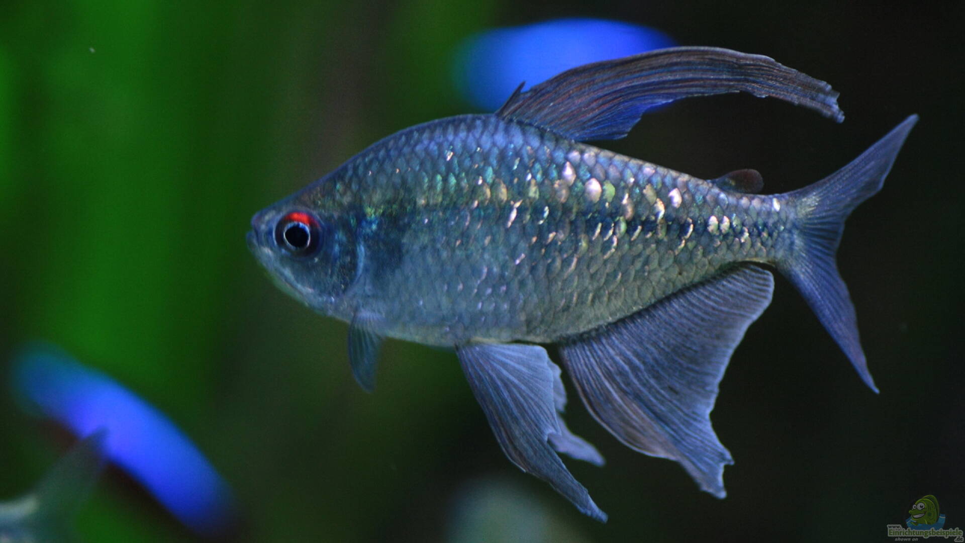 Moenkhausia: Alle wichtigen Infos