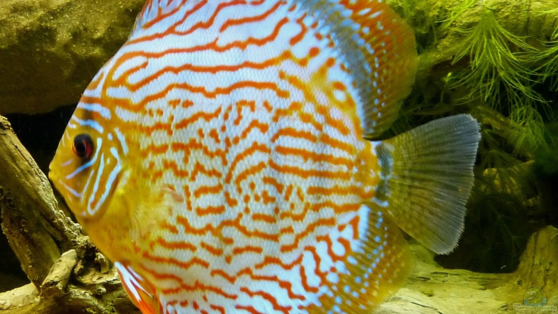 Symphysodon - Diskusfisch: Alle wichtigen Infos