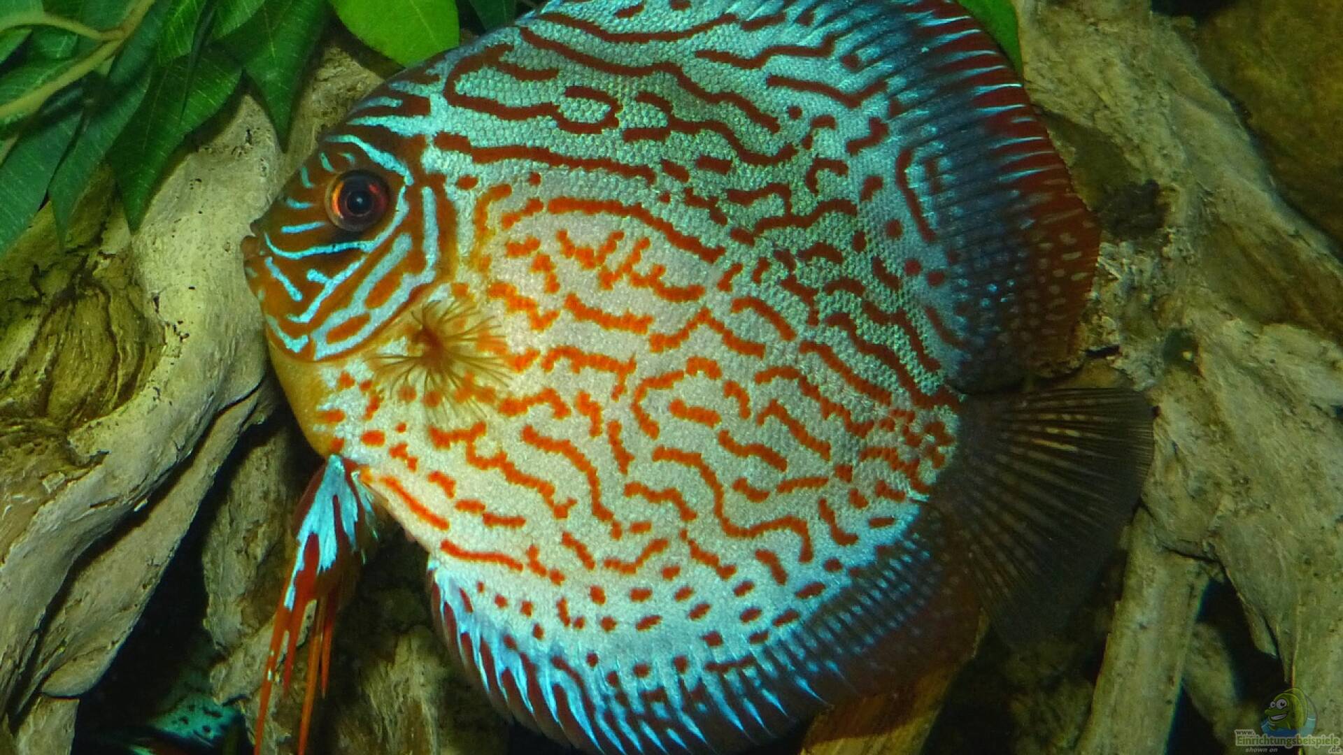 Symphysodon - Diskusfisch: Alle wichtigen Infos