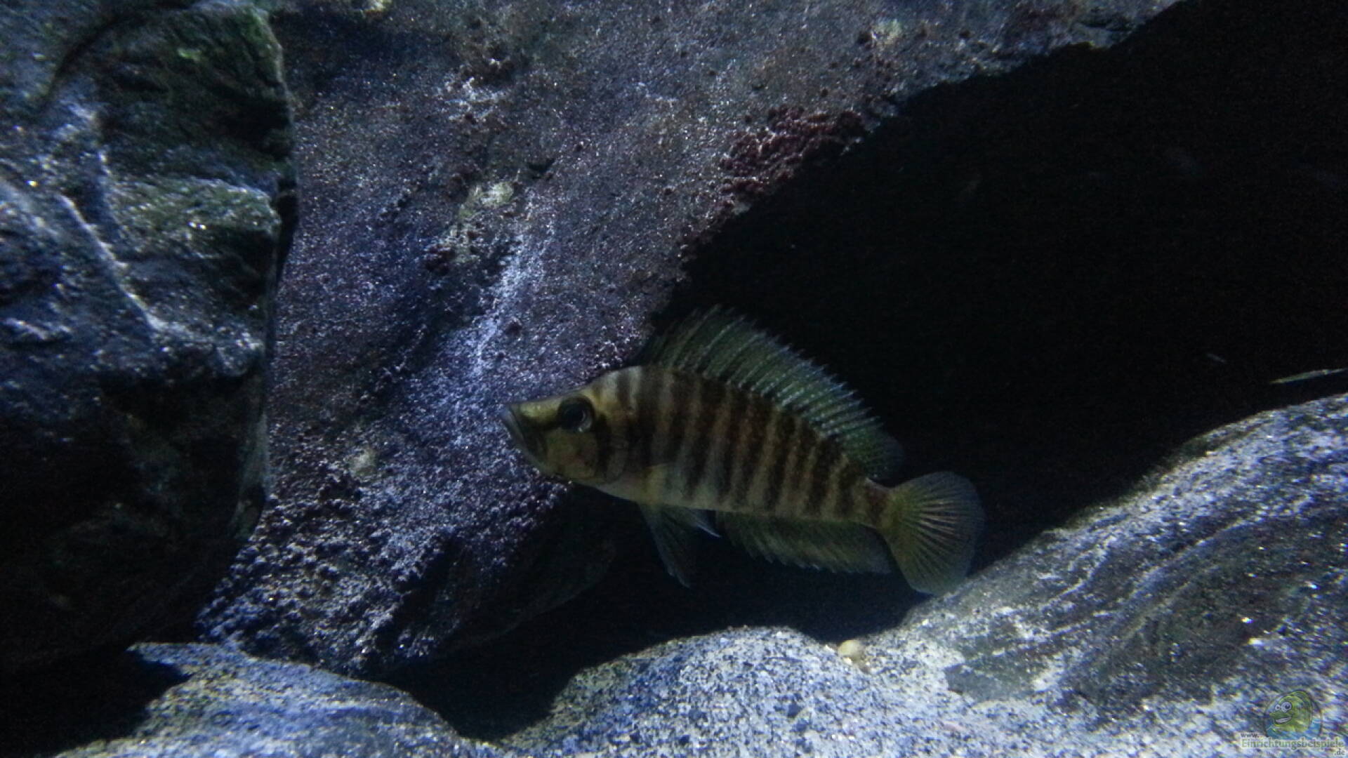 Altolamprologus compressiceps - Nanderbuntbarsch