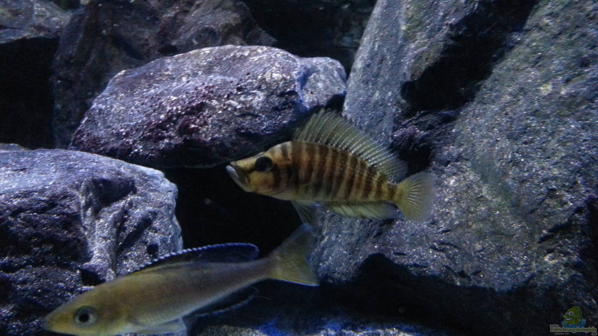 Altolamprologus compressiceps - Nanderbuntbarsch