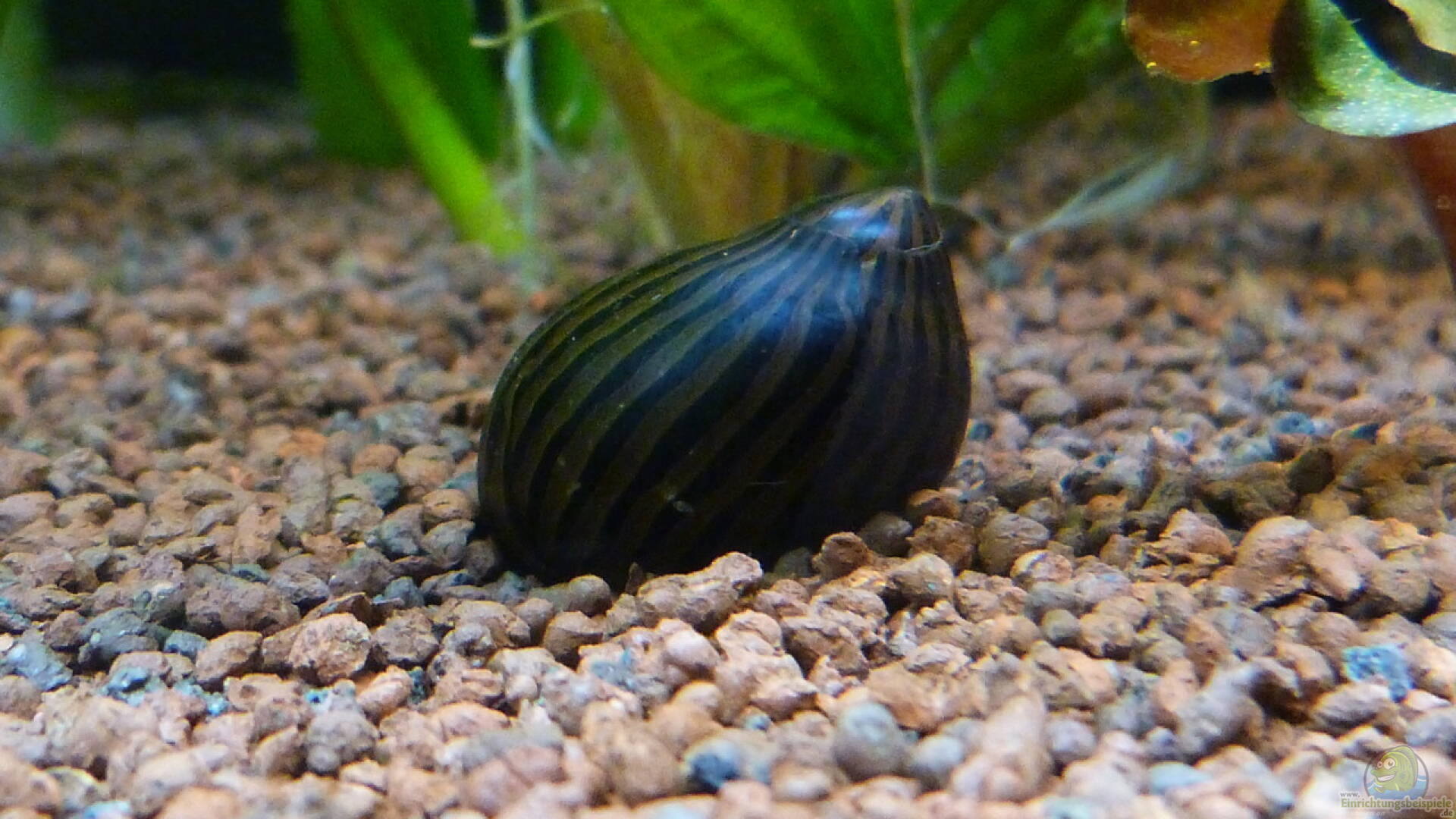 Neritina natalensis - Zebra Rennschnecke: Alle Infos