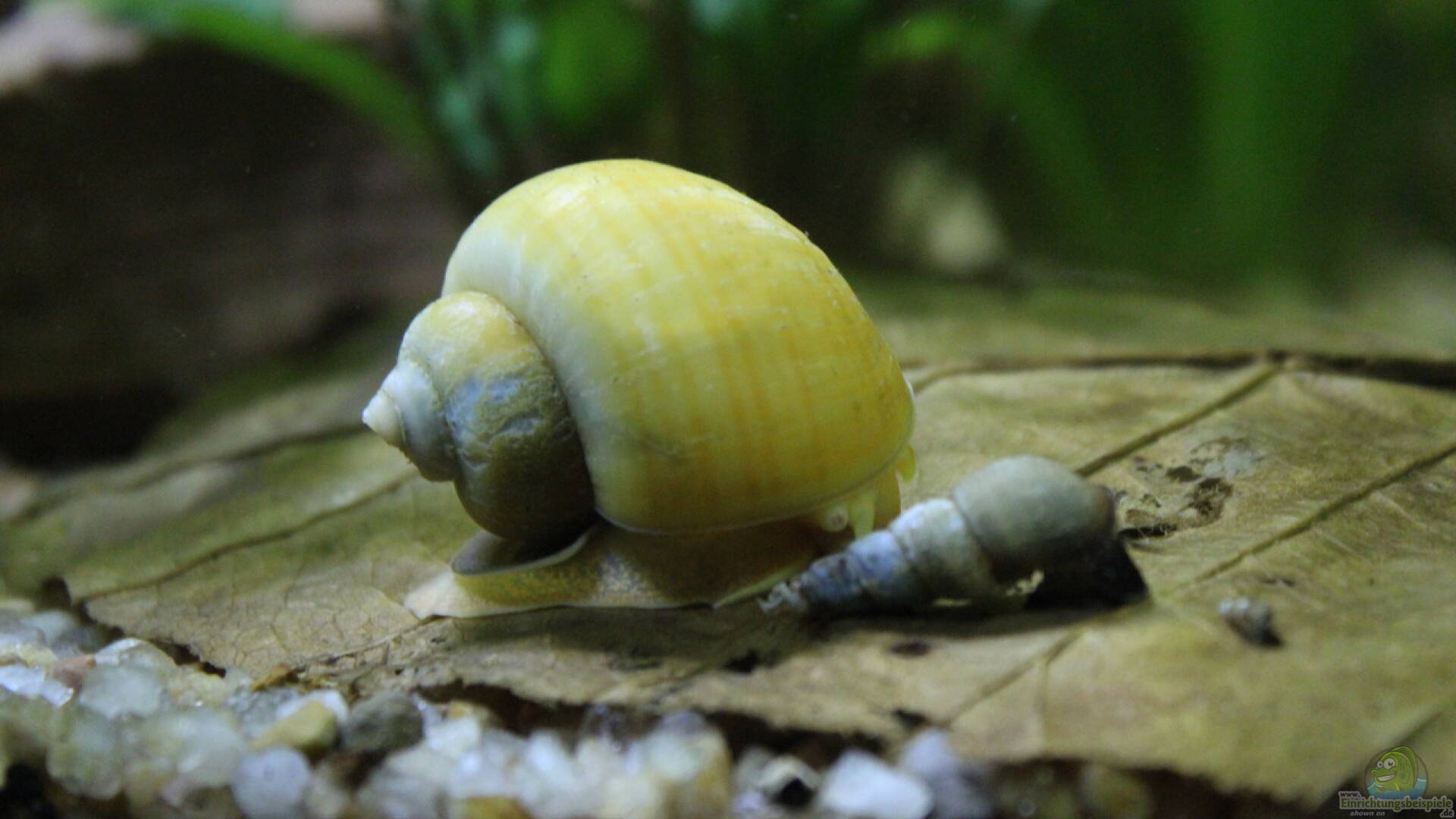 Ampullariidae - Apfelschnecke: Alle wichtigen Infos
