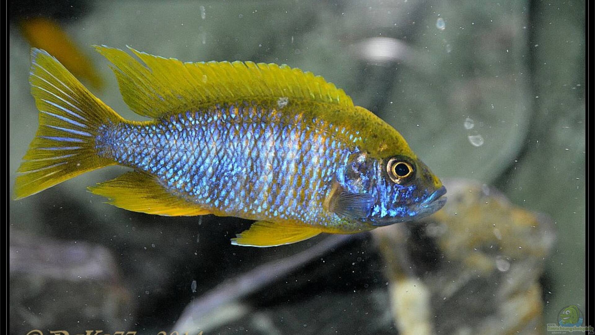 Aulonocara-Arten: Alle wichtigen Infos